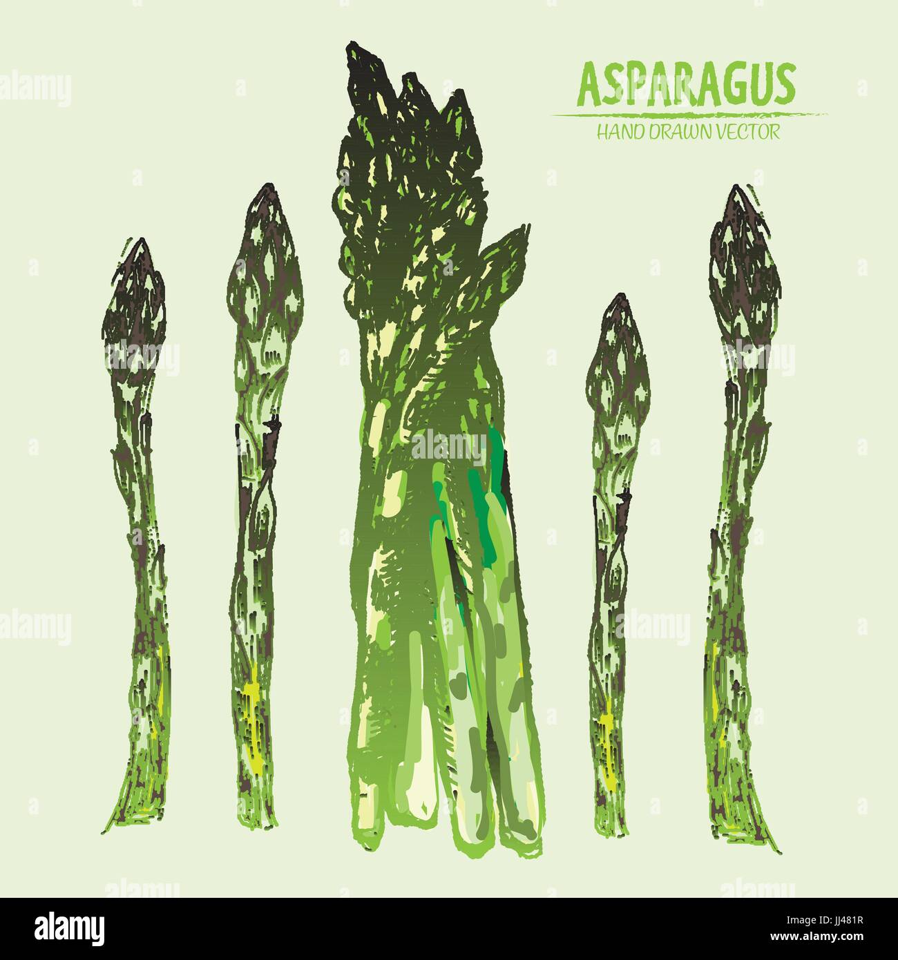 Digital vector detailed line art color asparagus vegetable hand drawn ...