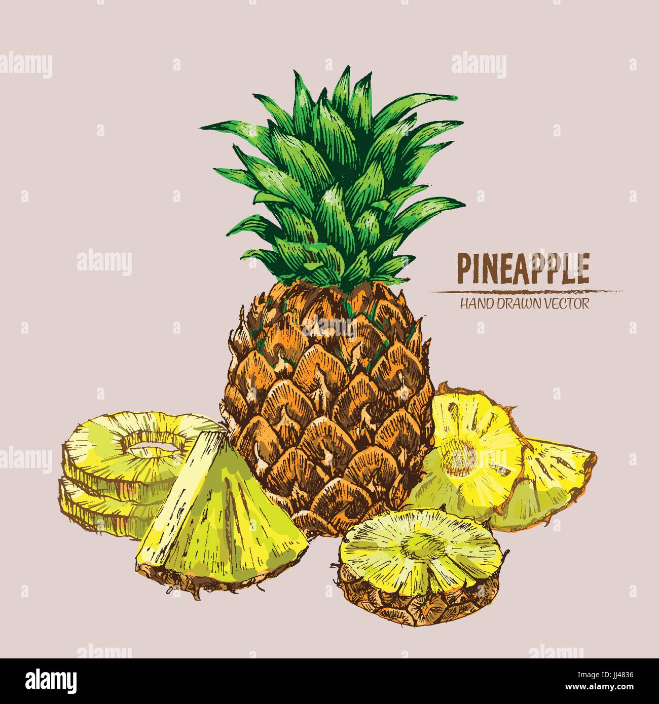 Pineapple Drawing Color