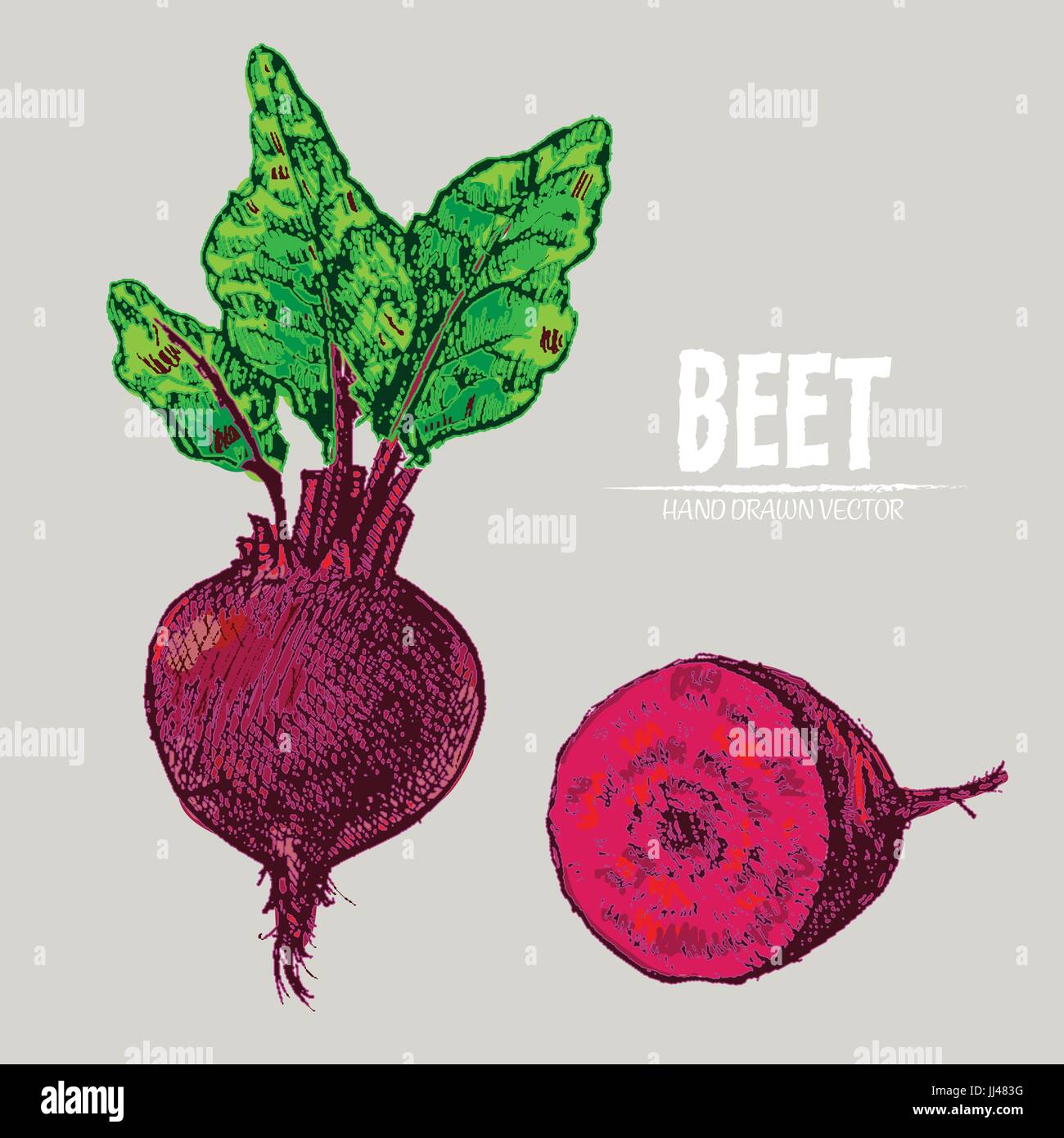 Digital vector detailed line art color beet vegetable hand drawn retro ...