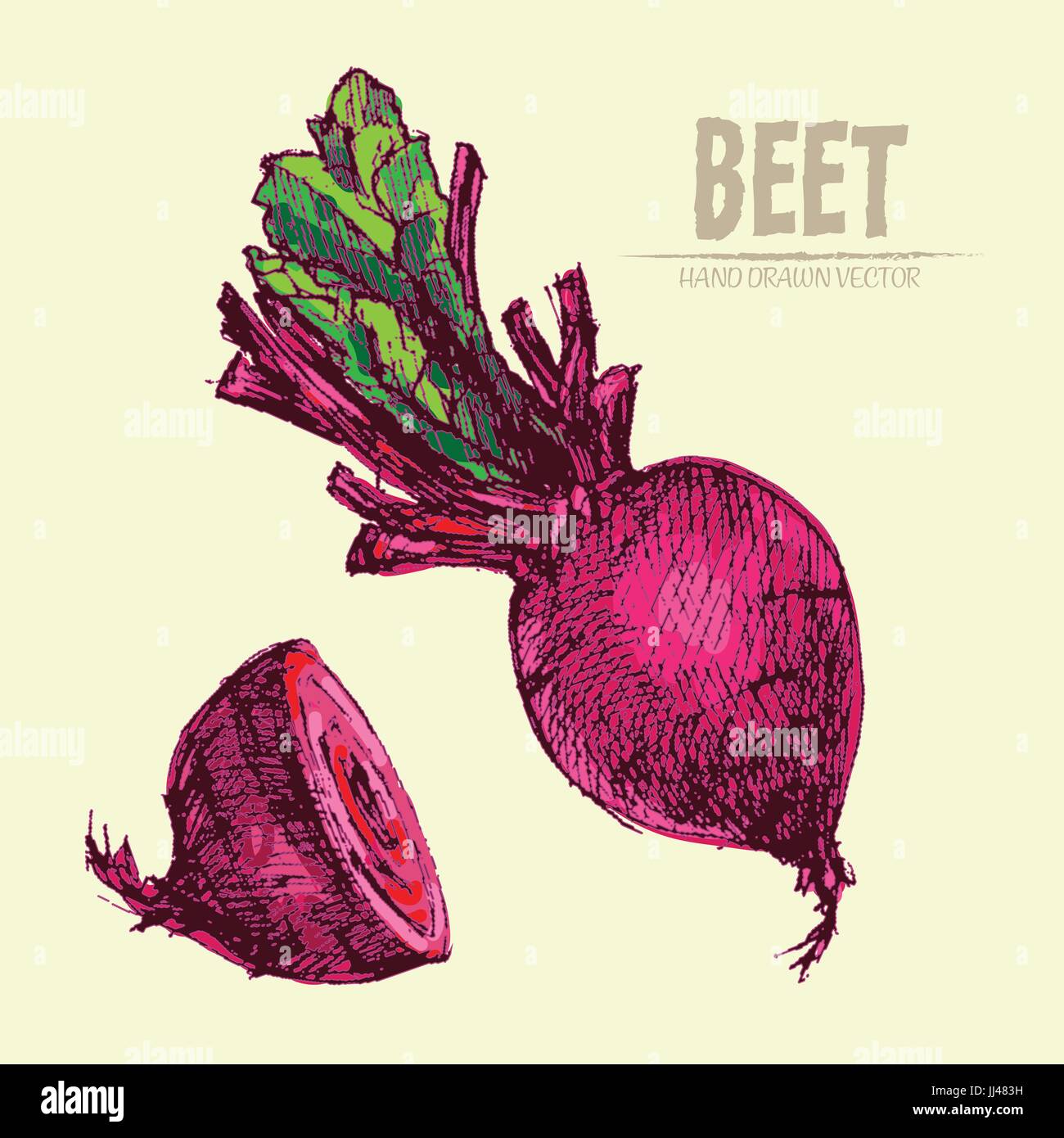 Digital vector detailed line art color beet vegetable hand drawn retro ...