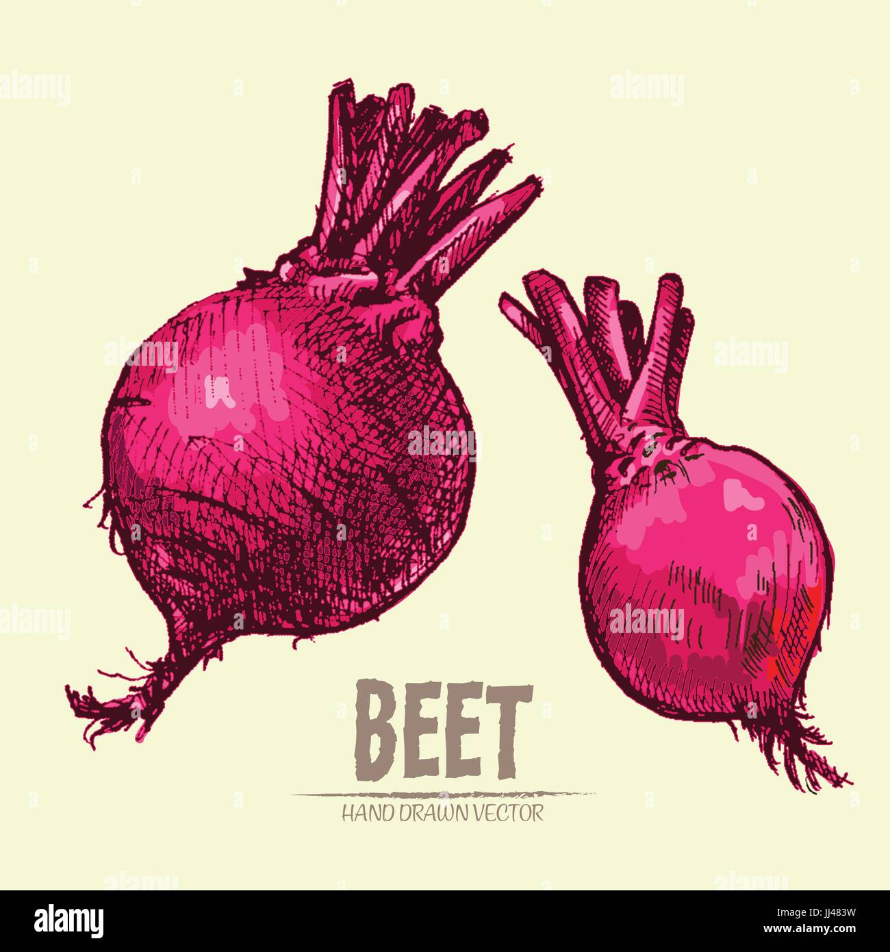Digital vector detailed line art color beet vegetable hand drawn retro ...