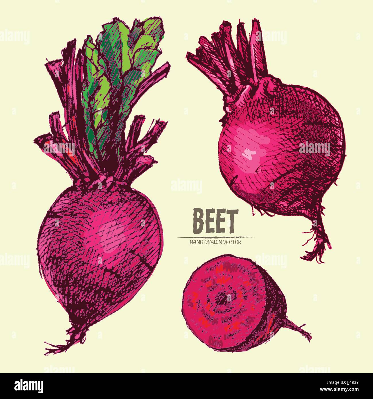 Digital vector detailed line art color beet vegetable hand drawn retro ...