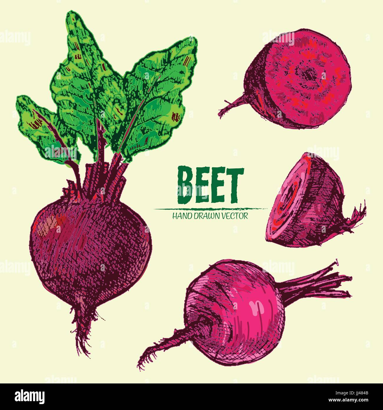 Digital vector detailed line art color beet vegetable hand drawn retro ...
