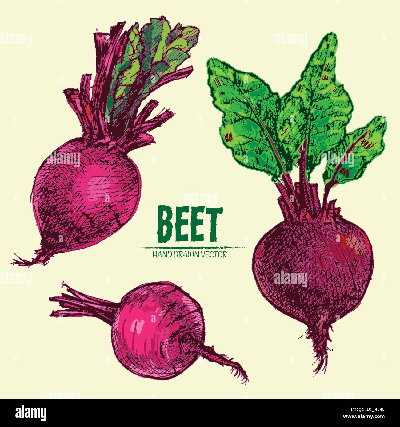Digital vector detailed line art color beet vegetable hand drawn retro ...