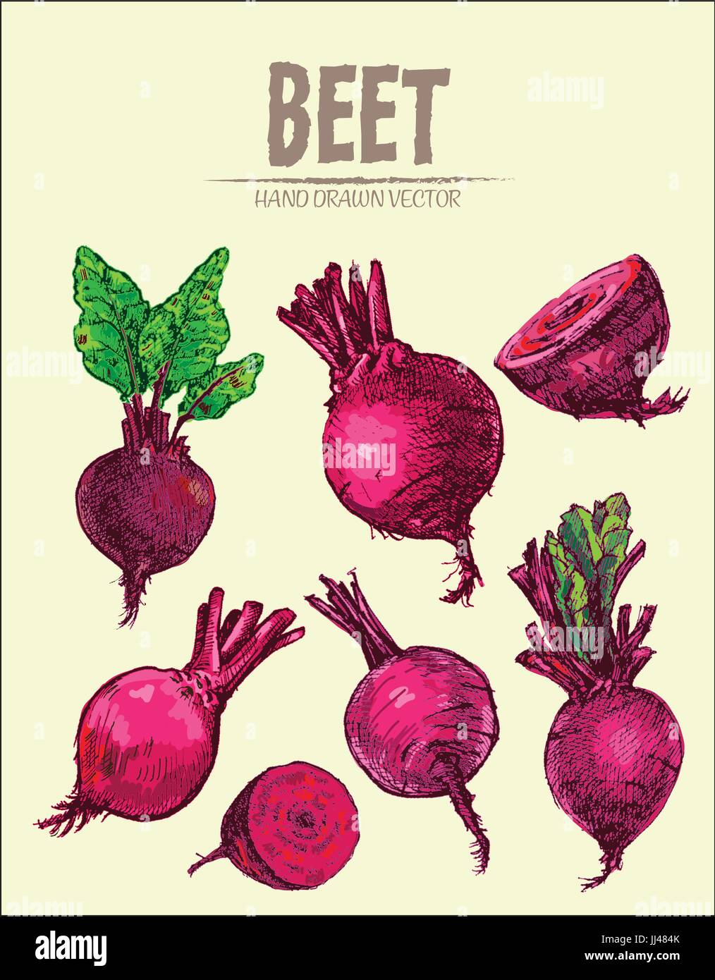 Digital vector detailed line art color beet vegetable hand drawn retro ...