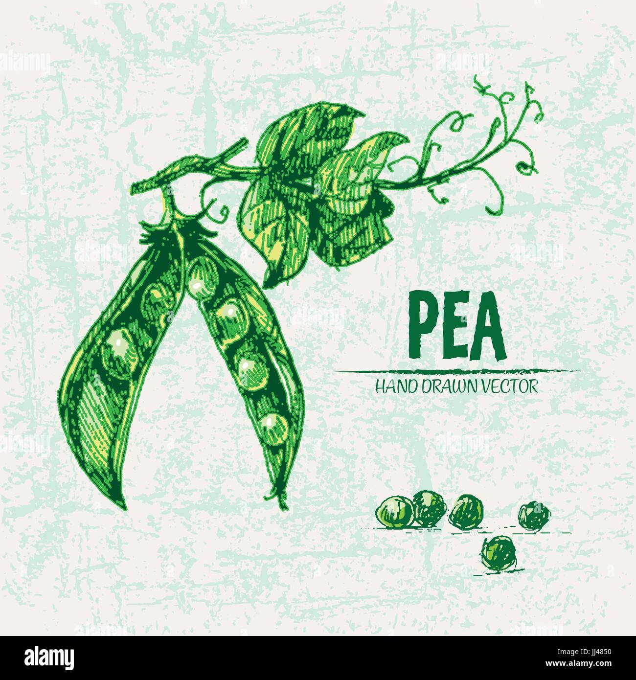 Digital vector detailed line art color pea vegetable hand drawn retro ...