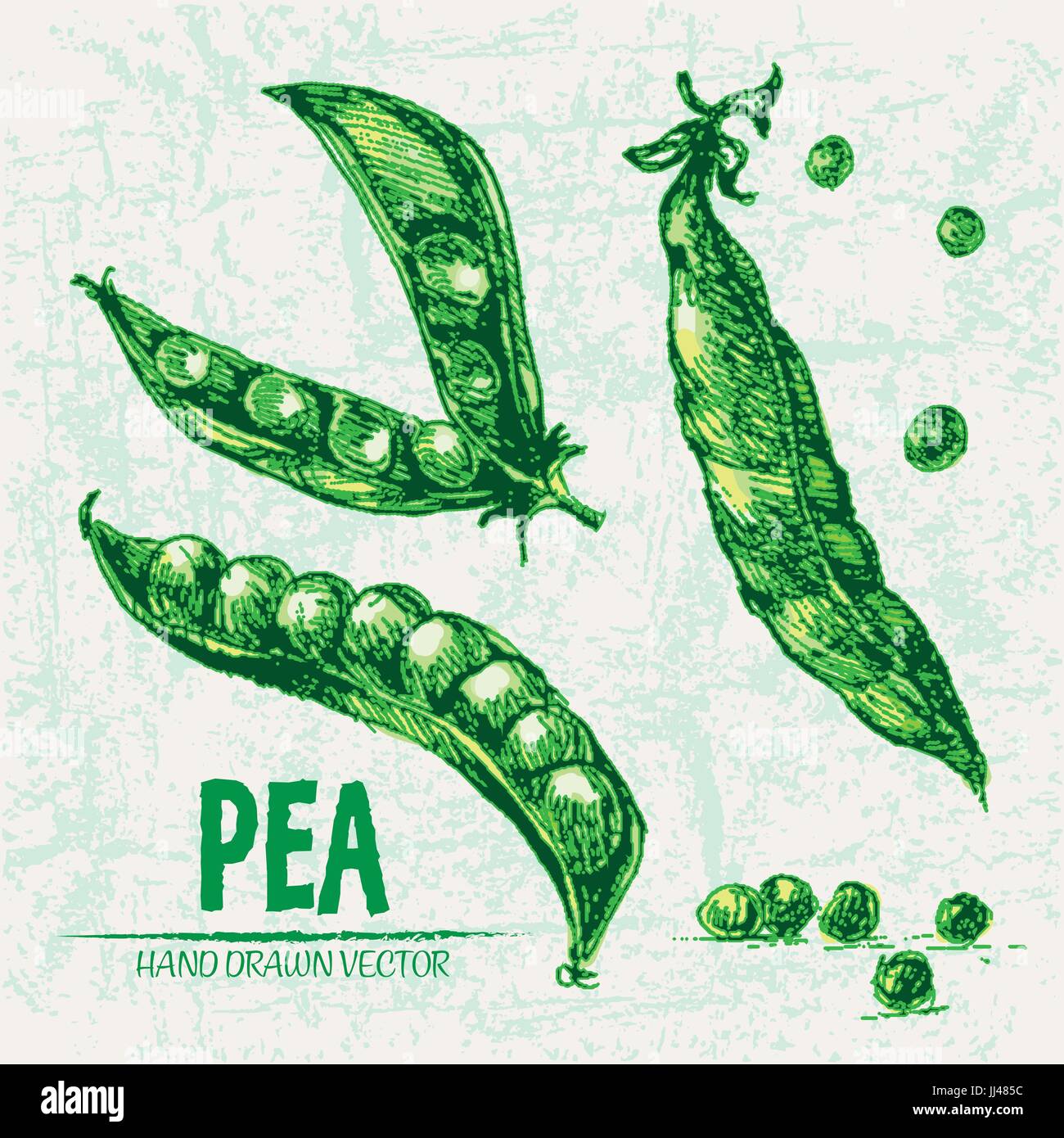 Digital vector detailed line art color pea vegetable hand drawn retro ...