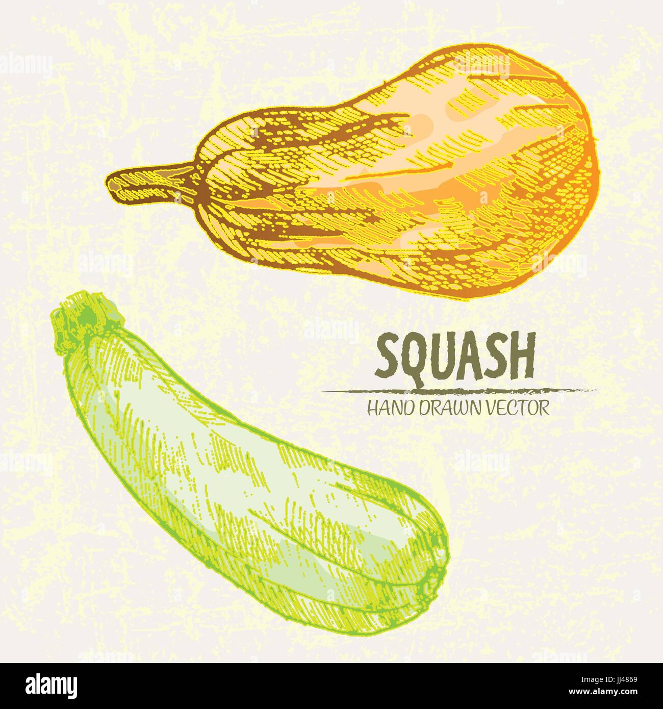 Digital vector detailed line art color squash vegetable hand drawn ...