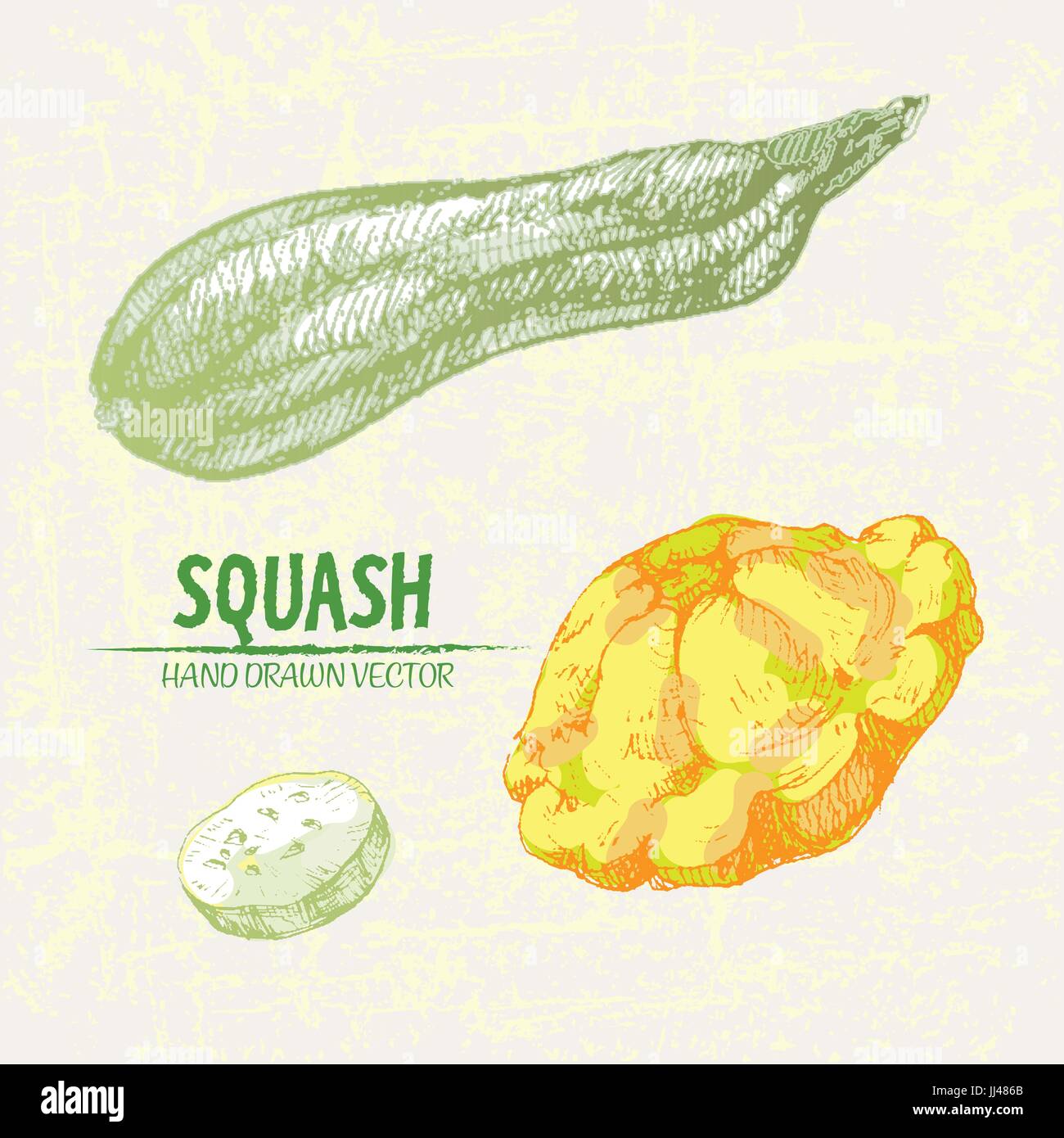 Digital vector detailed line art color squash vegetable hand drawn ...
