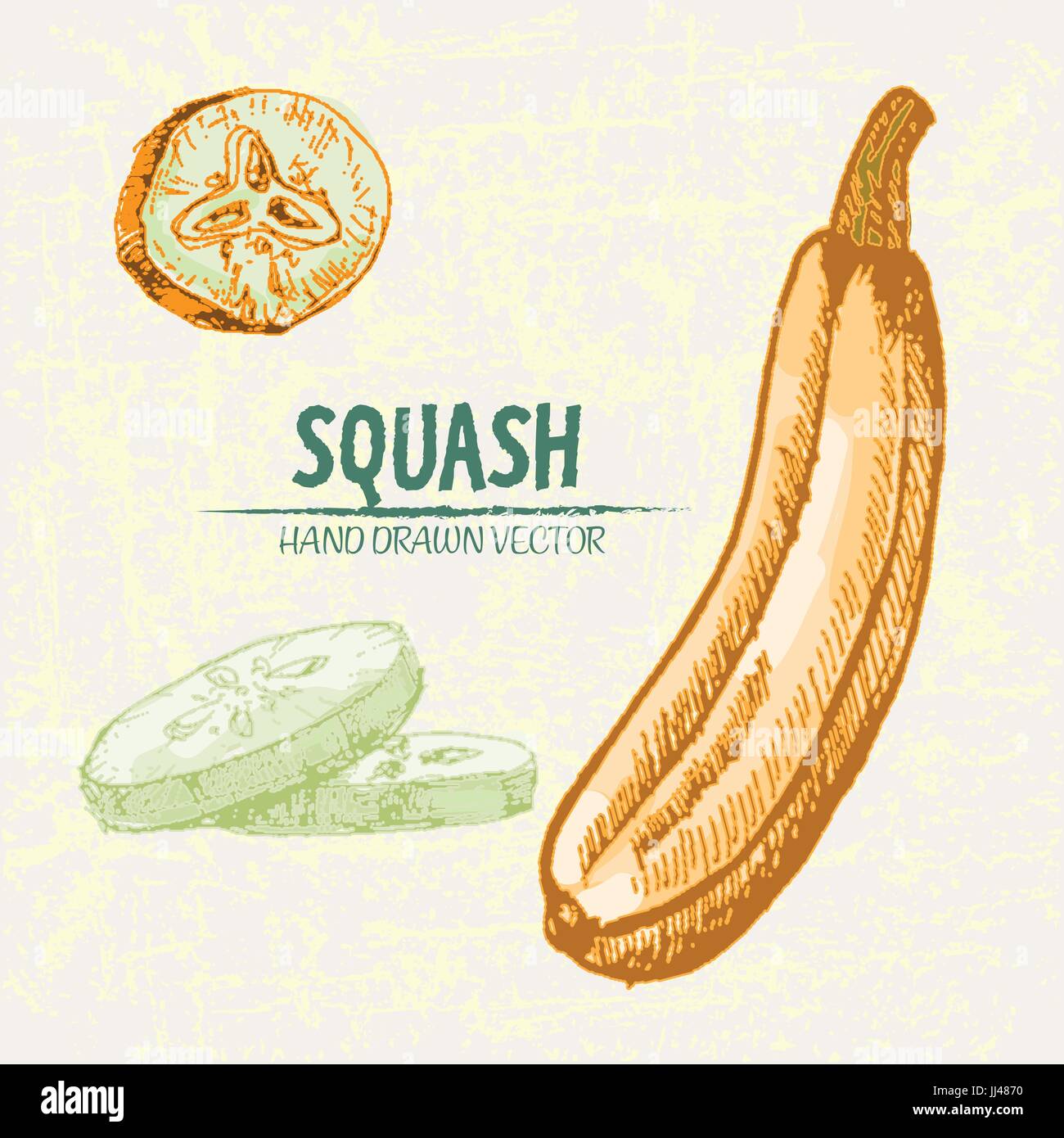Digital vector detailed line art color squash vegetable hand drawn ...