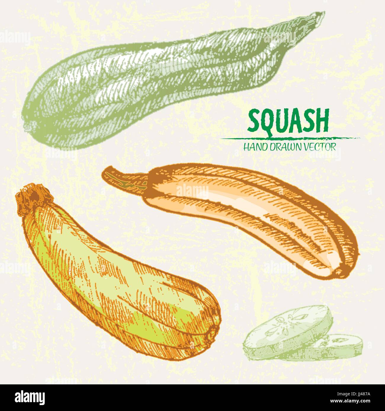 Digital vector detailed line art color squash vegetable hand drawn ...