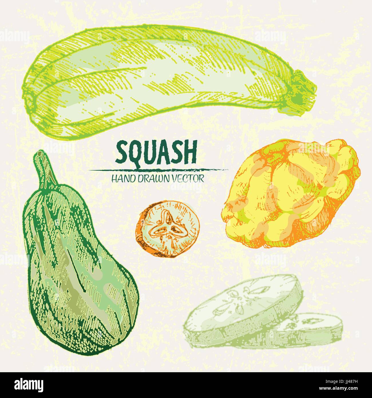 Digital vector detailed line art color squash vegetable hand drawn ...