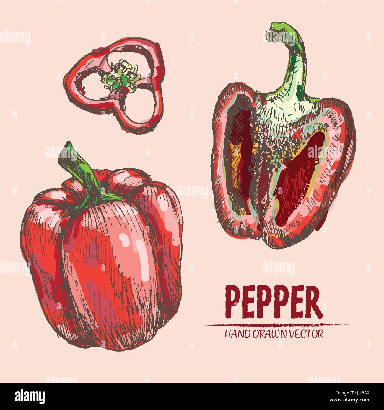 Digital vector detailed line art color pepper vegetable hand drawn ...