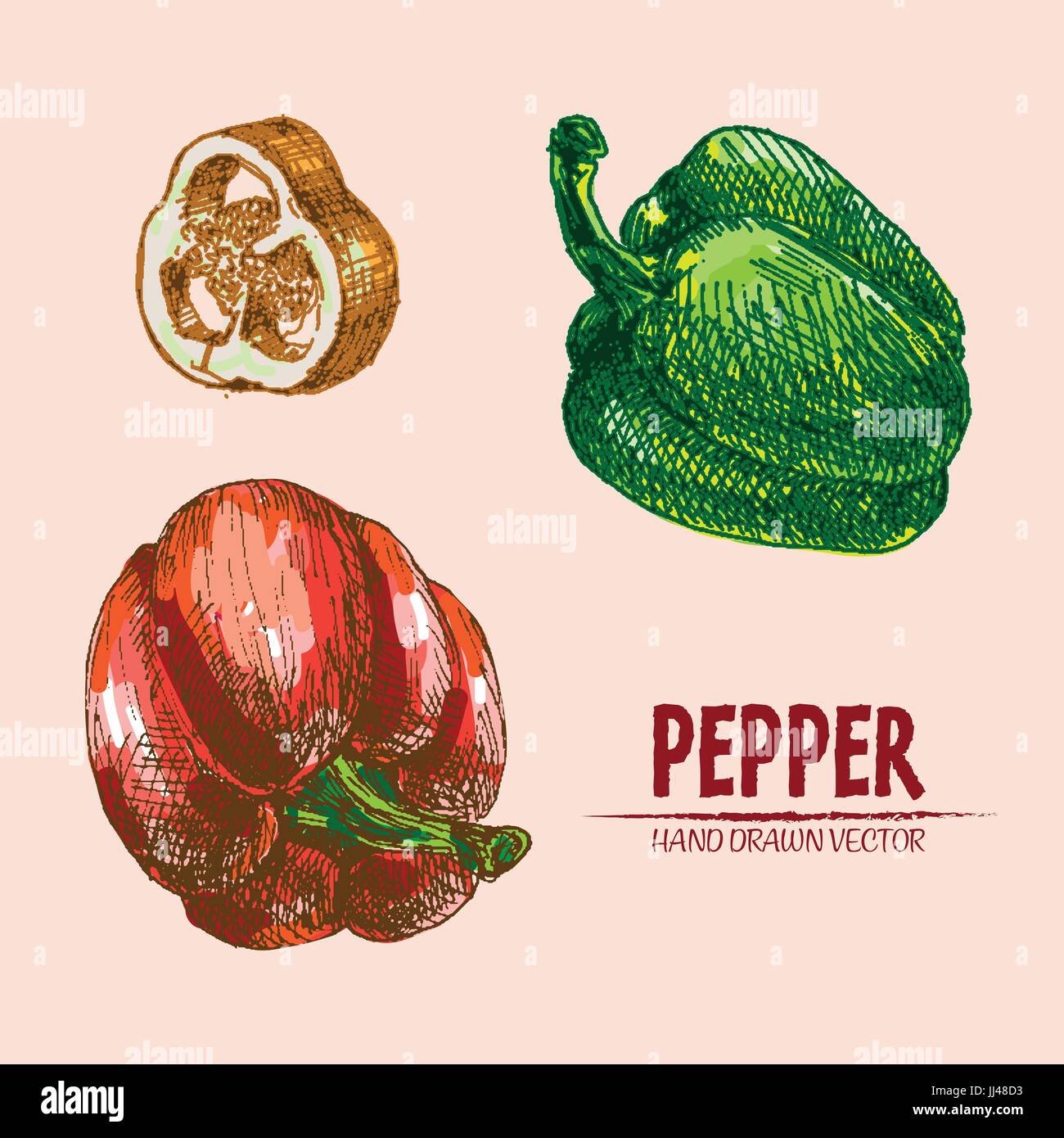 Digital vector detailed line art color pepper vegetable hand drawn ...