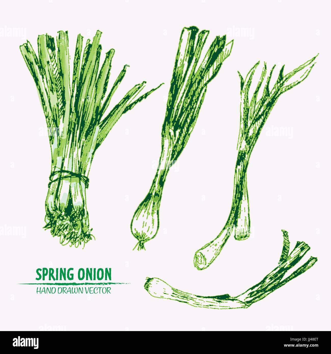 Digital vector detailed line art color spring onion vegetable hand ...