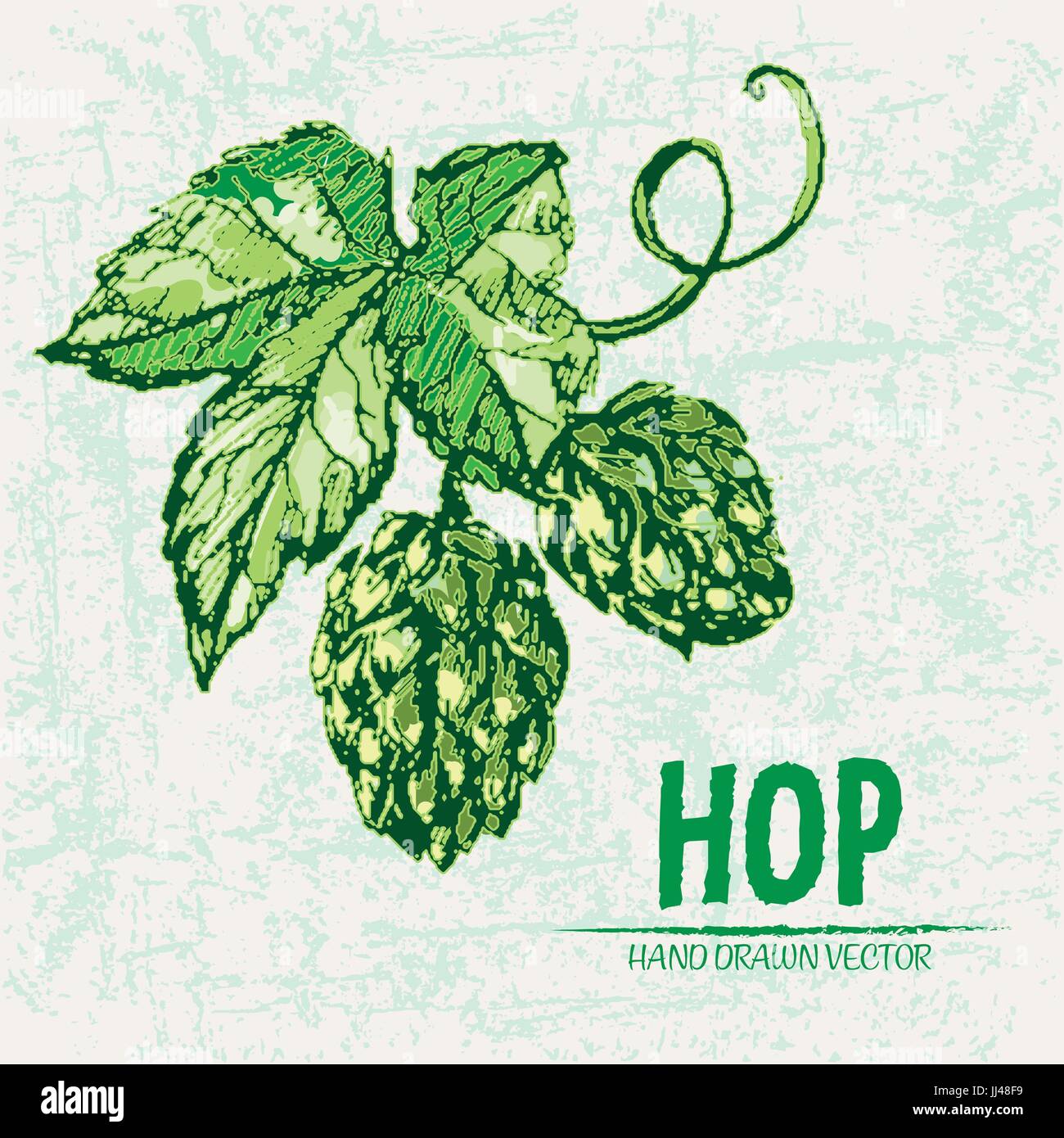 Digital vector detailed line art color hop vegetable hand drawn retro ...