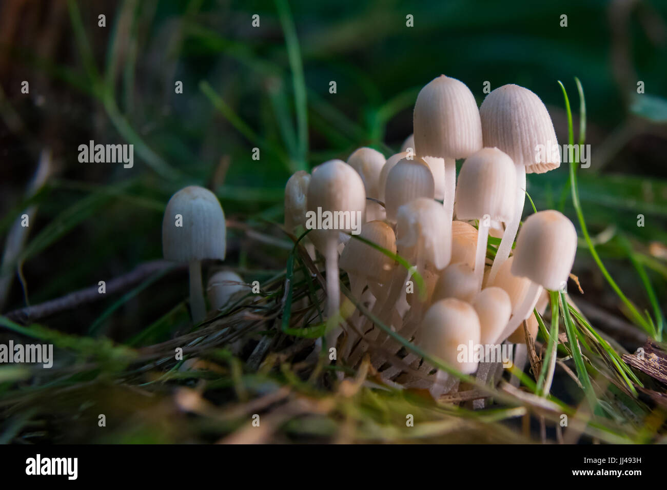 Mycorrhizal fungi hi-res stock photography and images - Alamy