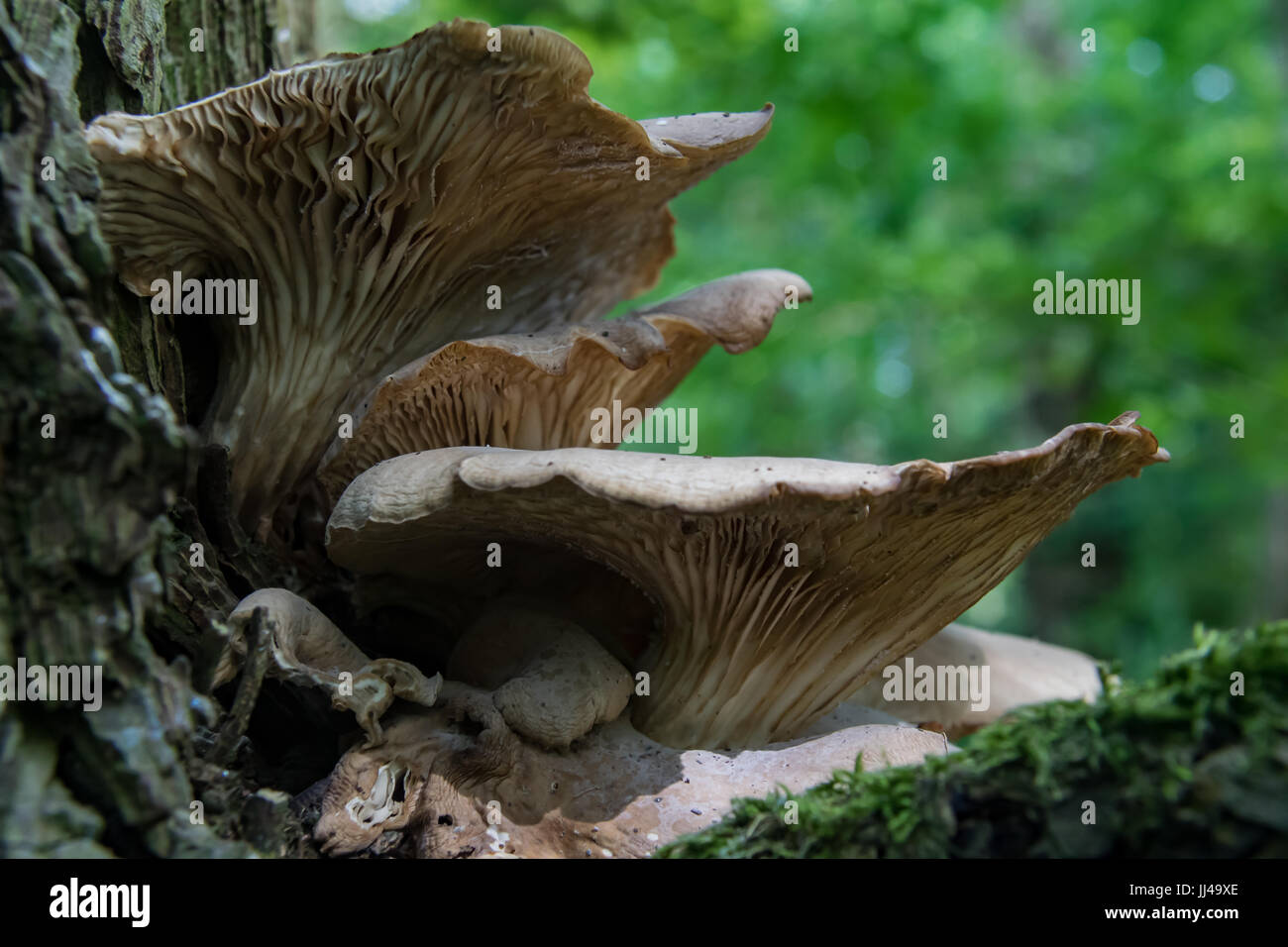 Mycorrhizal fungi hi-res stock photography and images - Alamy