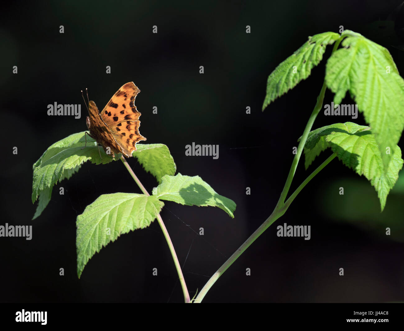 Strong butterfly hi-res stock photography and images - Alamy
