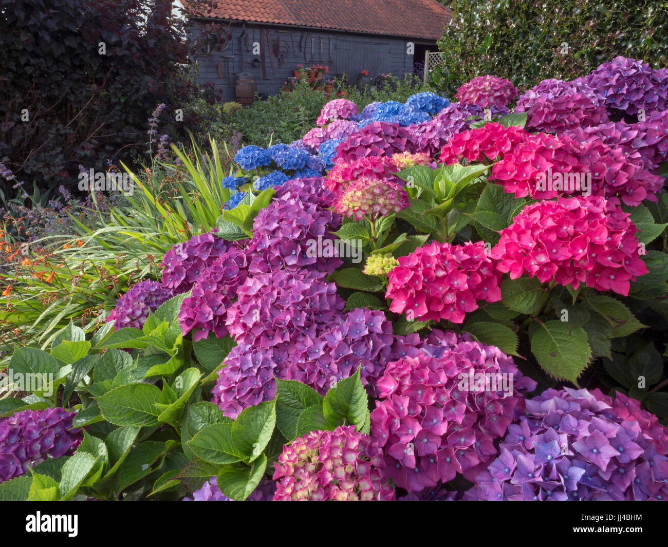 Hydrangeas in border late July Norfolk Stock Photo - Alamy