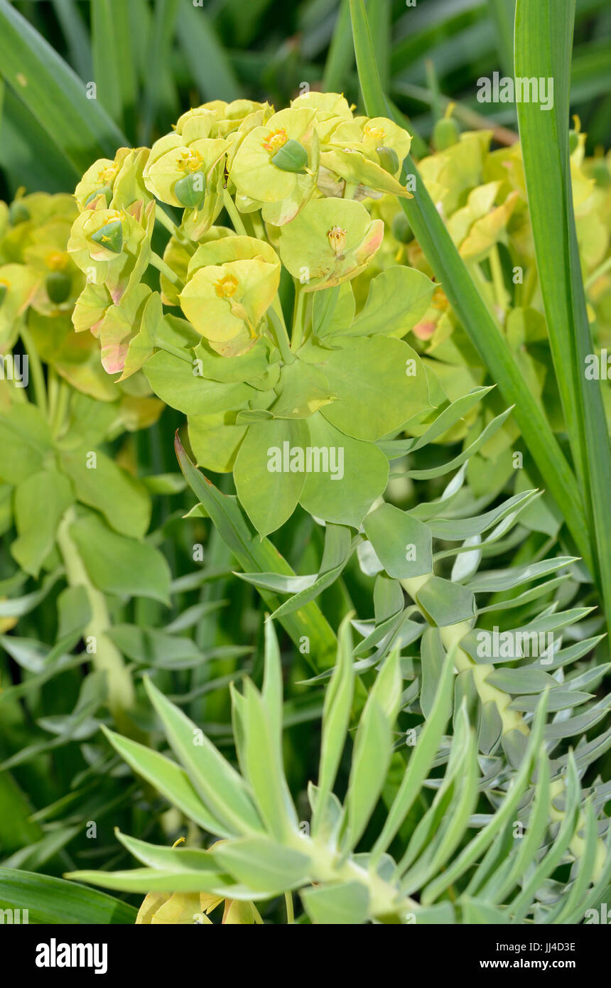 Myrtle spurge hi-res stock photography and images - Alamy
