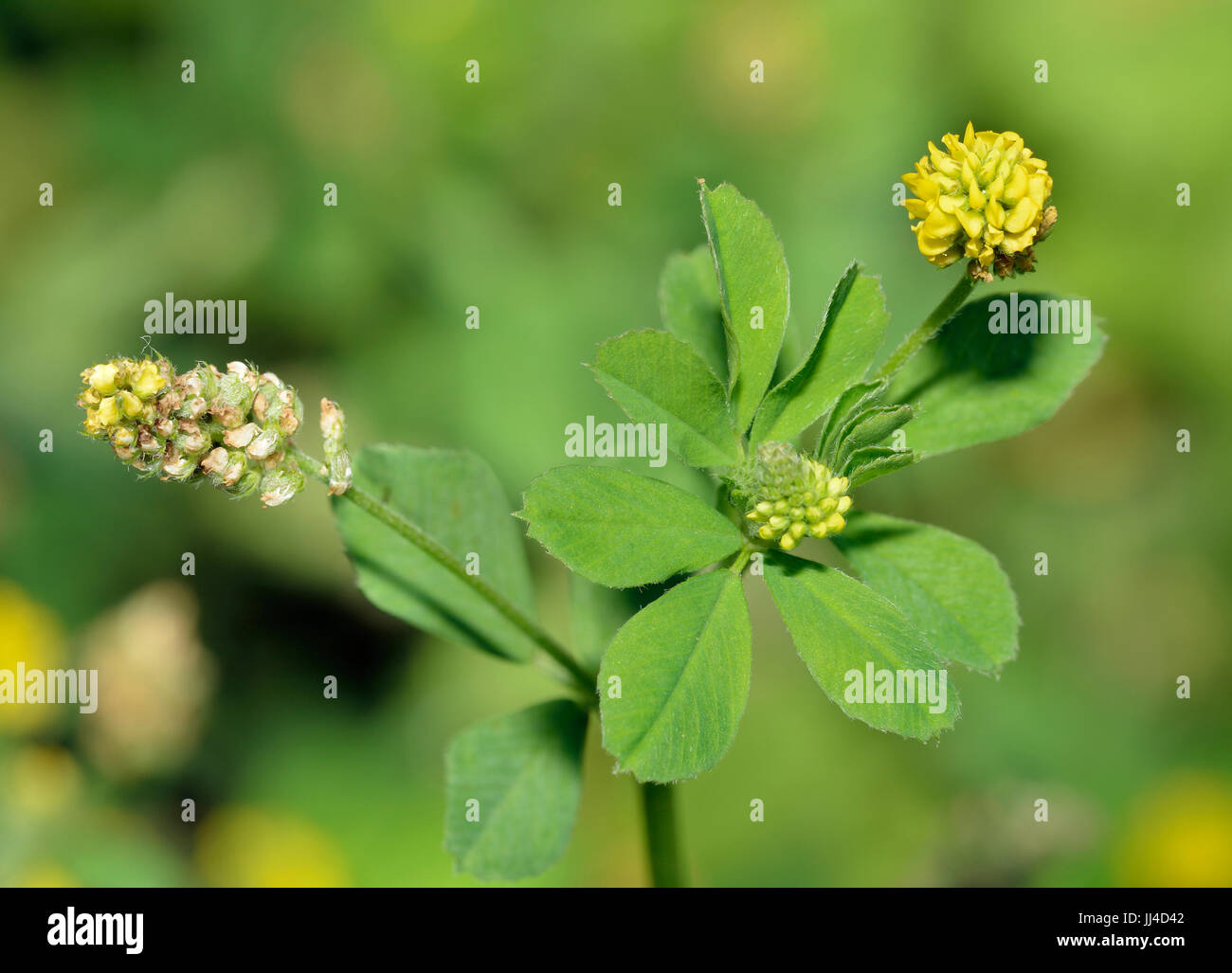 Black Medick - Medicago lupulina Flowers and Leaves Stock Photo - Alamy