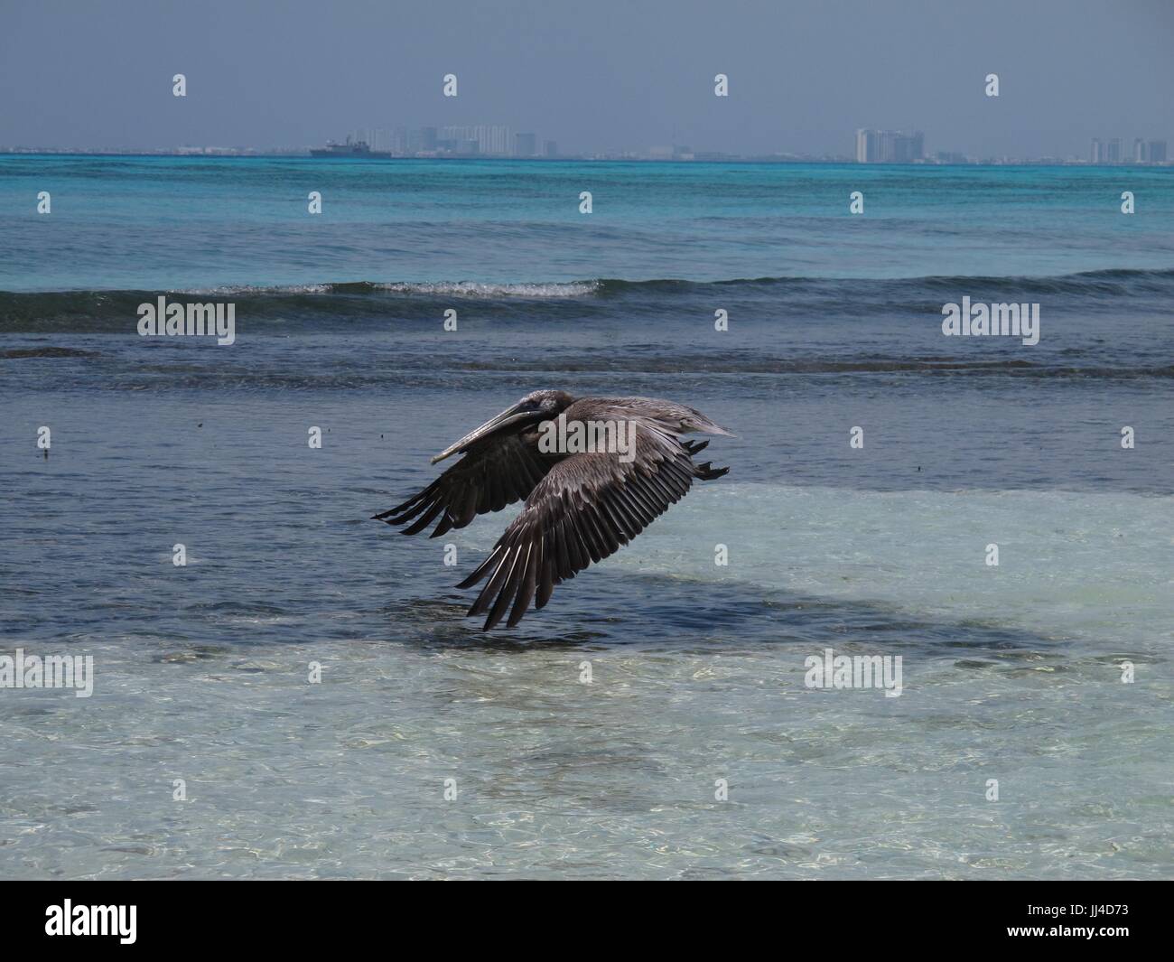 Pelican hunting behaviour hi-res stock photography and images - Alamy