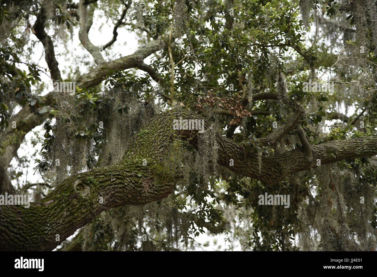 Spanish moss and savannah hi-res stock photography and images - Alamy