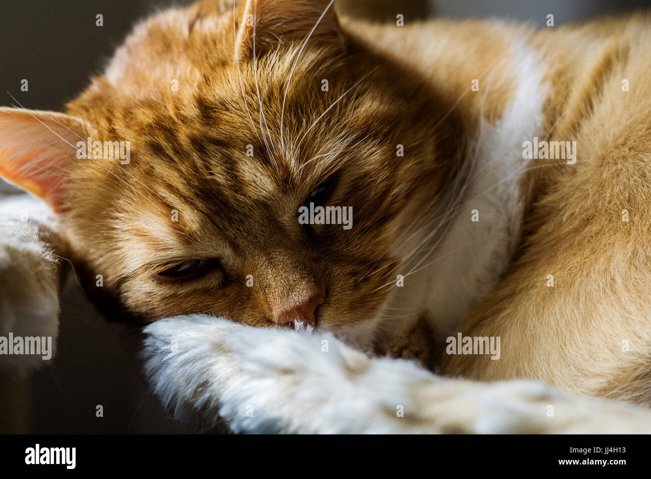 Cat ready for a nap Stock Photo - Alamy
