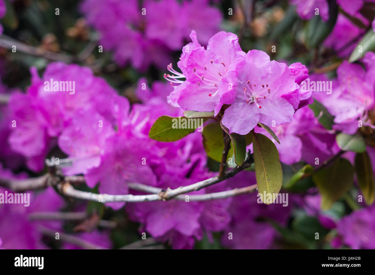 Pink flowers in a park in spring Stock Photo - Alamy