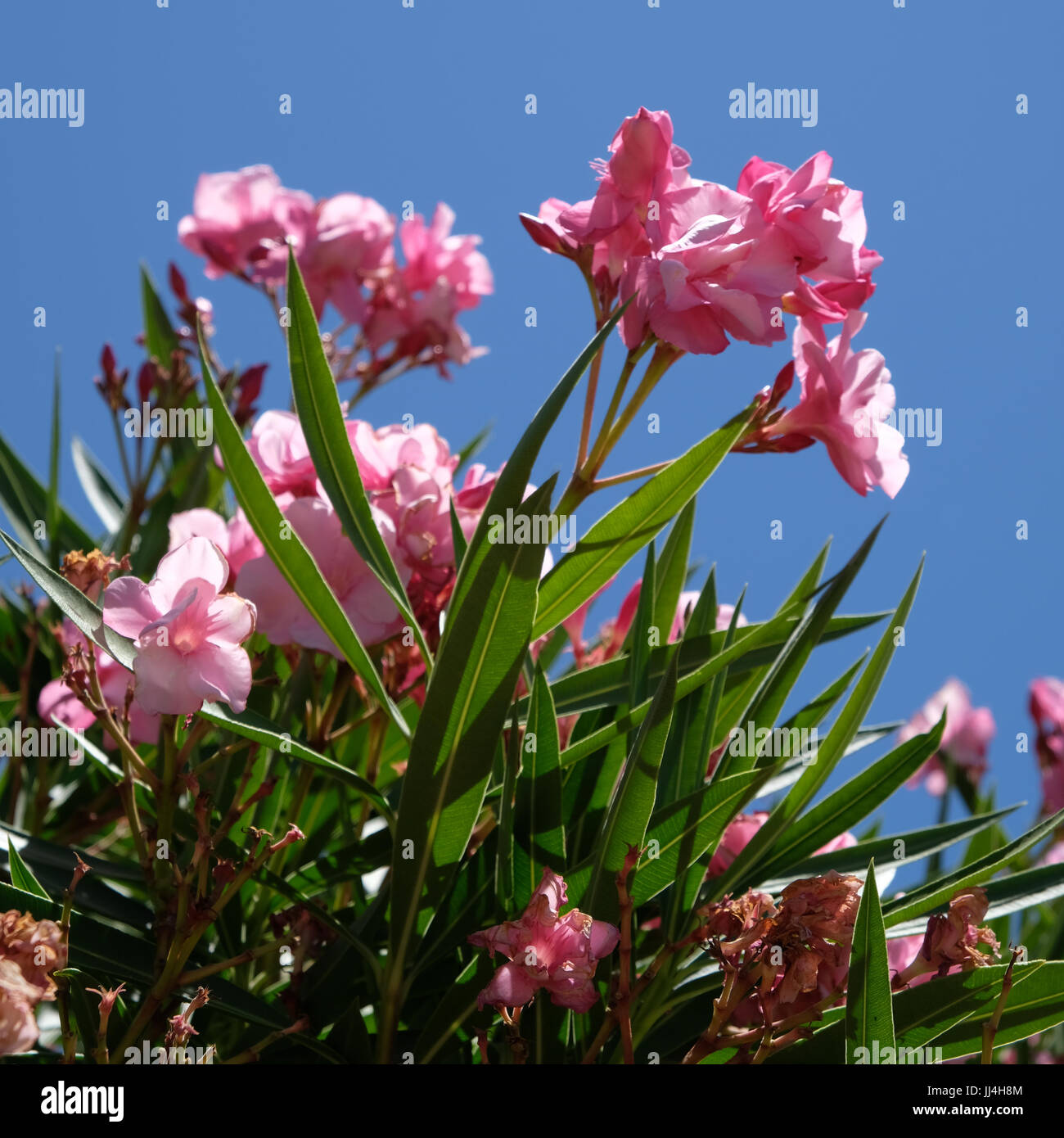 Nerium Oleander Double Pink Cultivar Stock Photo - Alamy
