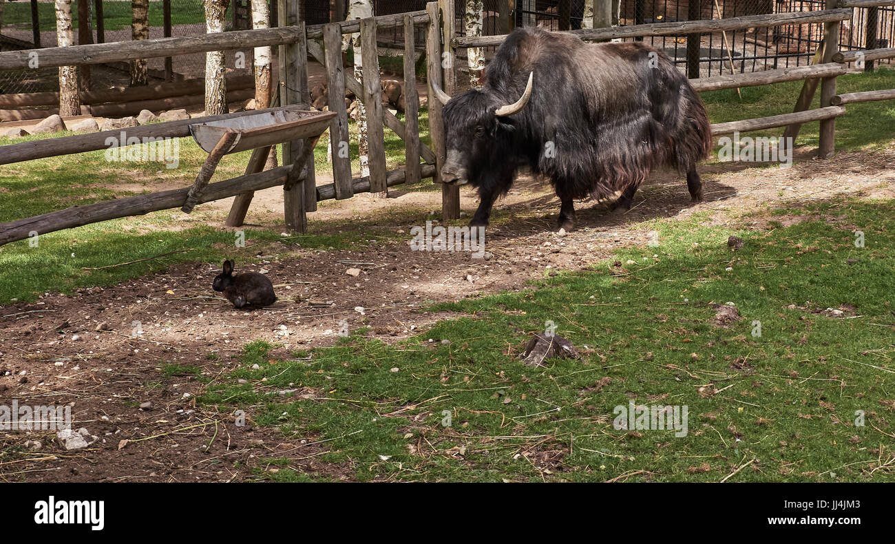 The black bison is chased by a black rabbit. The fence is fenced with ...