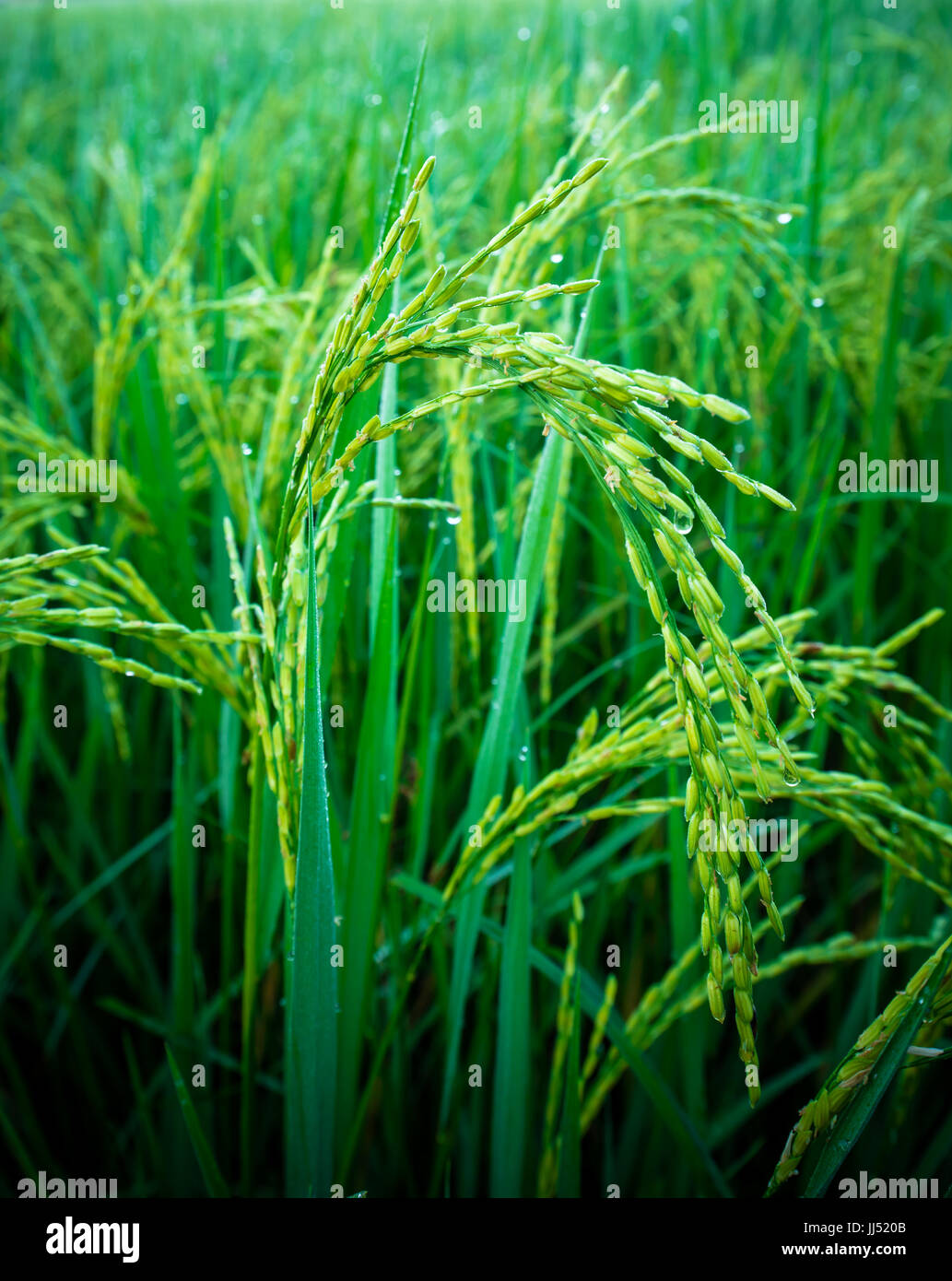 Paddy field, rice farm in Thailand Stock Photo - Alamy