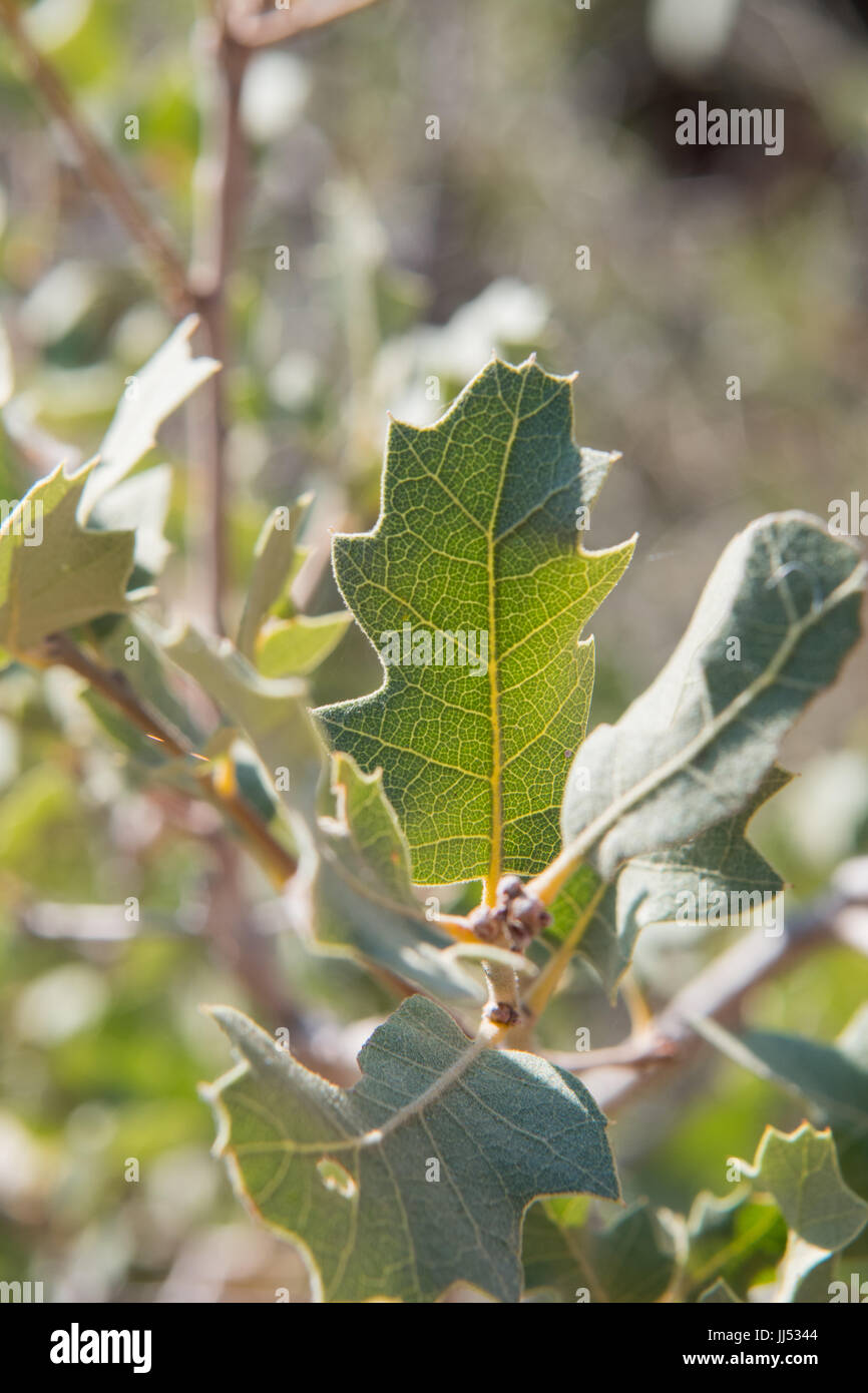 Scrub bush hi-res stock photography and images - Alamy
