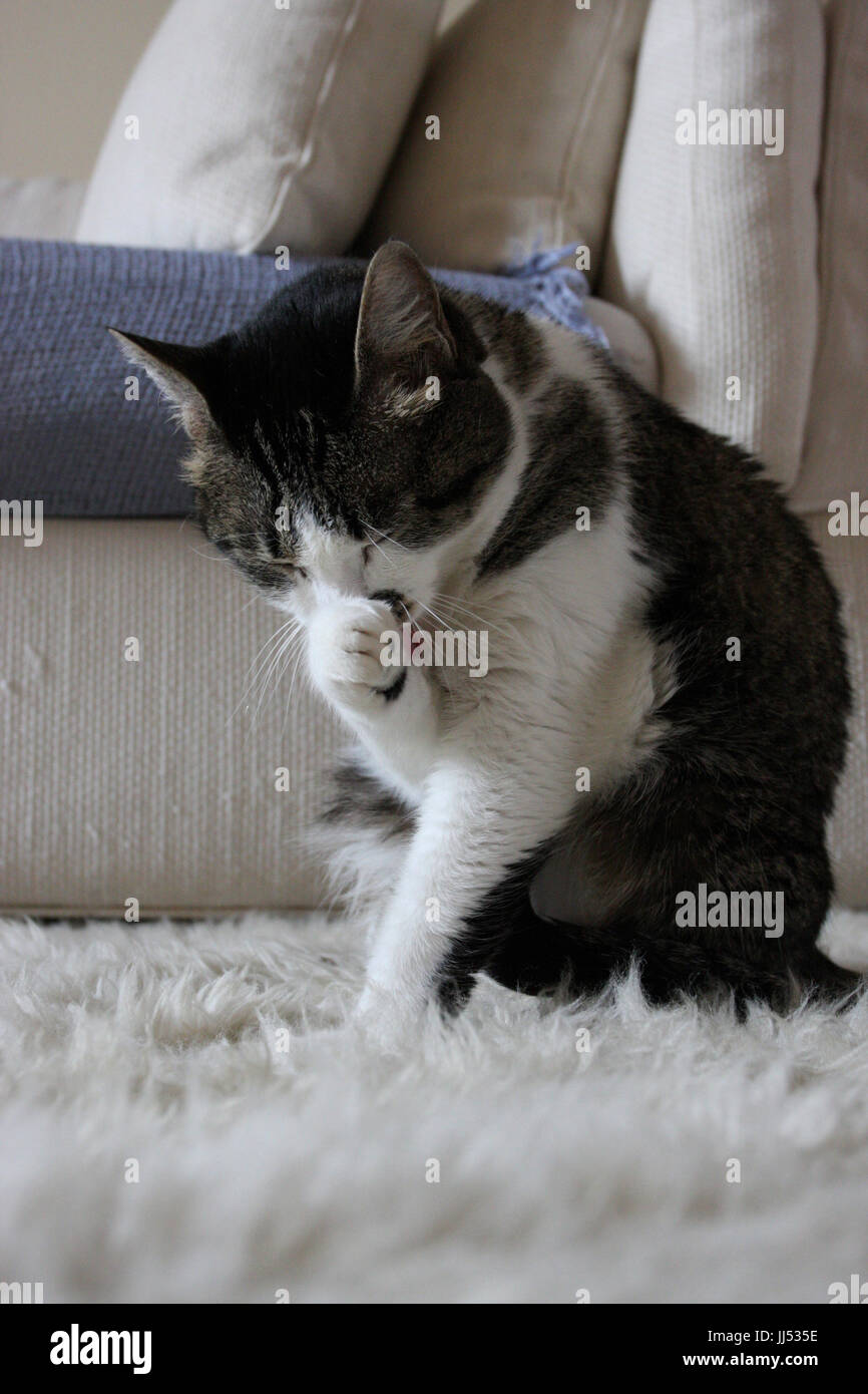 Animal, Cat, São Paulo, Brazil Stock Photo - Alamy