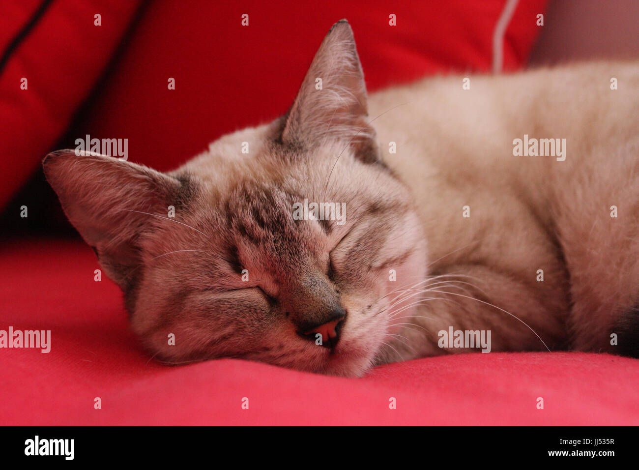 Animal, Cat, São Paulo, Brazil Stock Photo - Alamy
