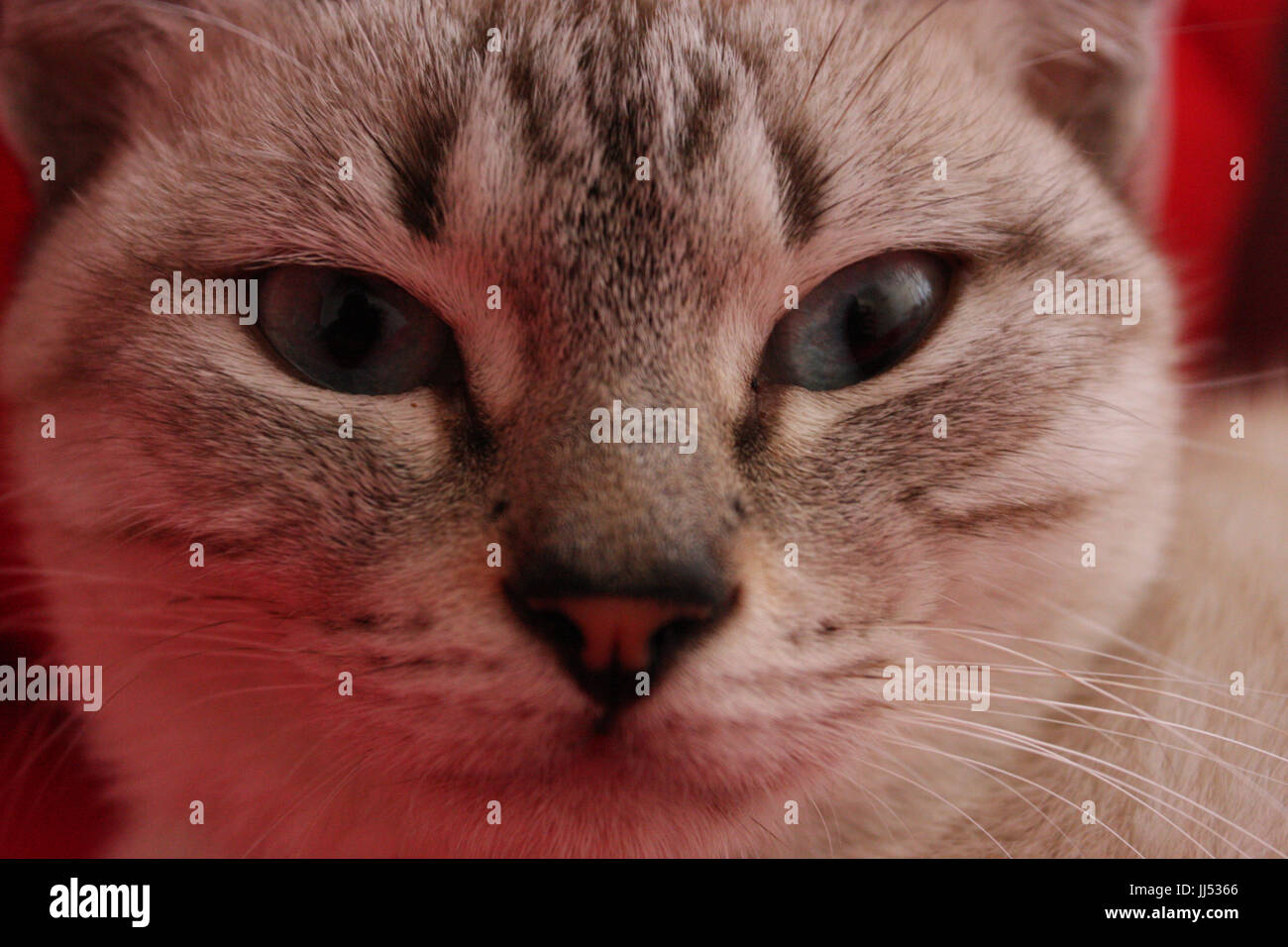 Animal, Cat, São Paulo, Brazil Stock Photo - Alamy