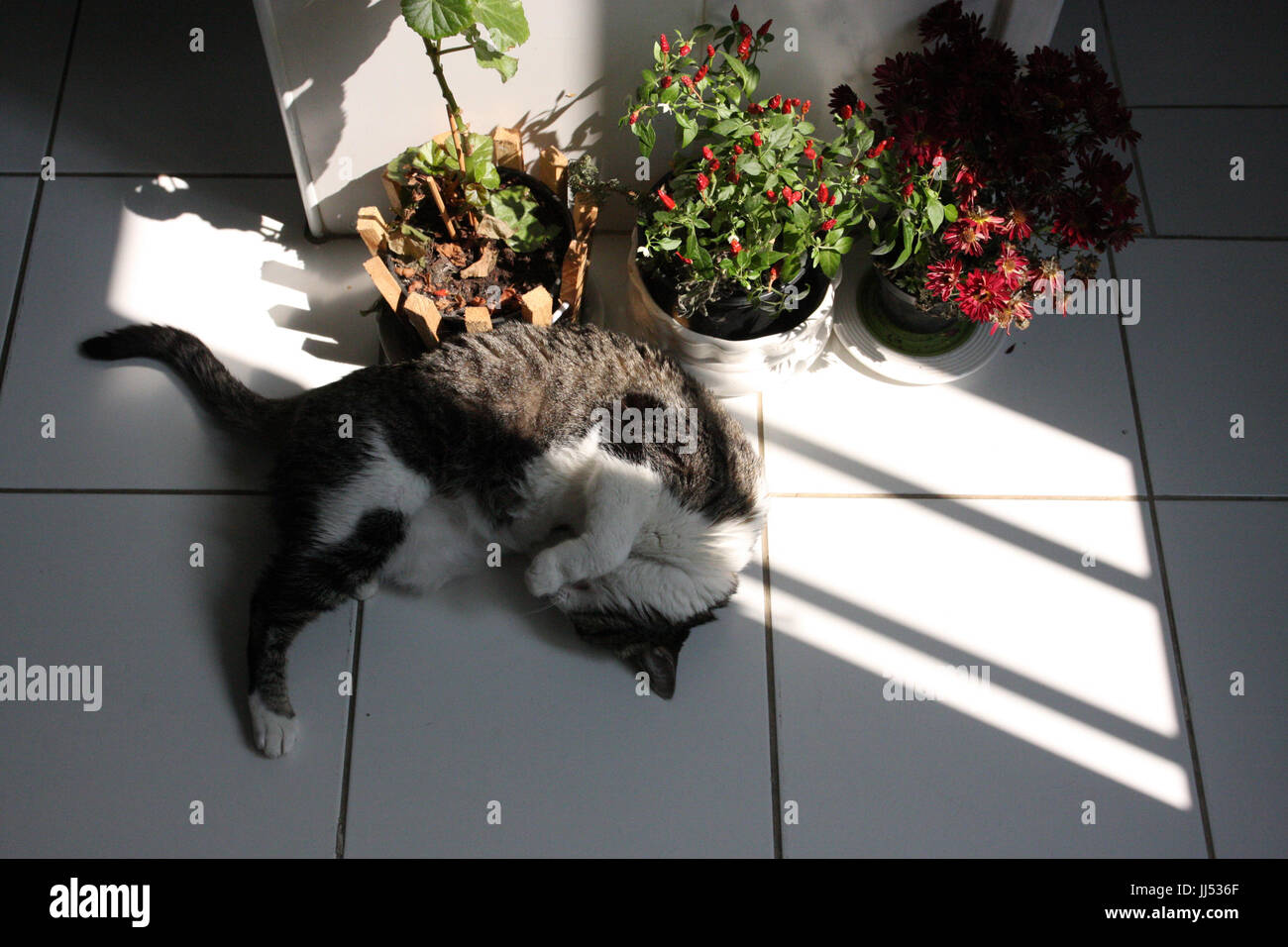 Animal, Cat, São Paulo, Brazil Stock Photo - Alamy