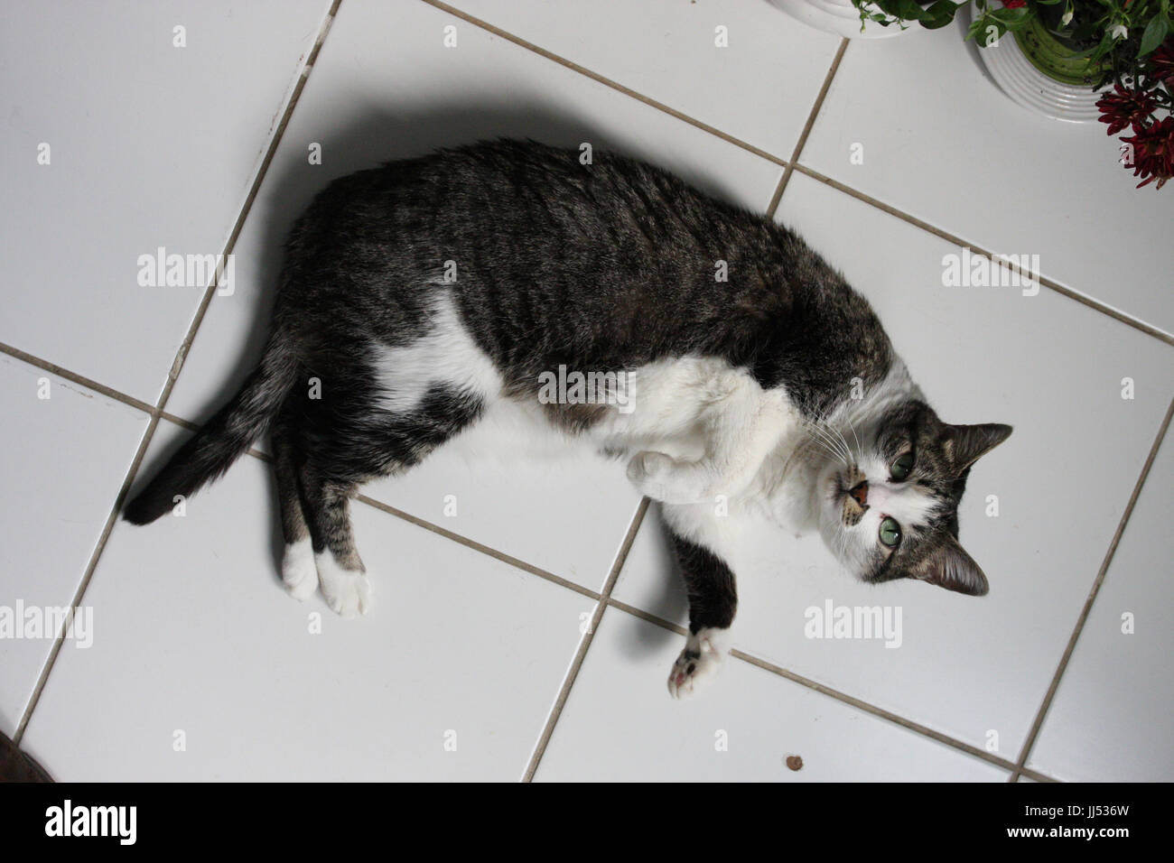 Animal, Cat, São Paulo, Brazil Stock Photo - Alamy