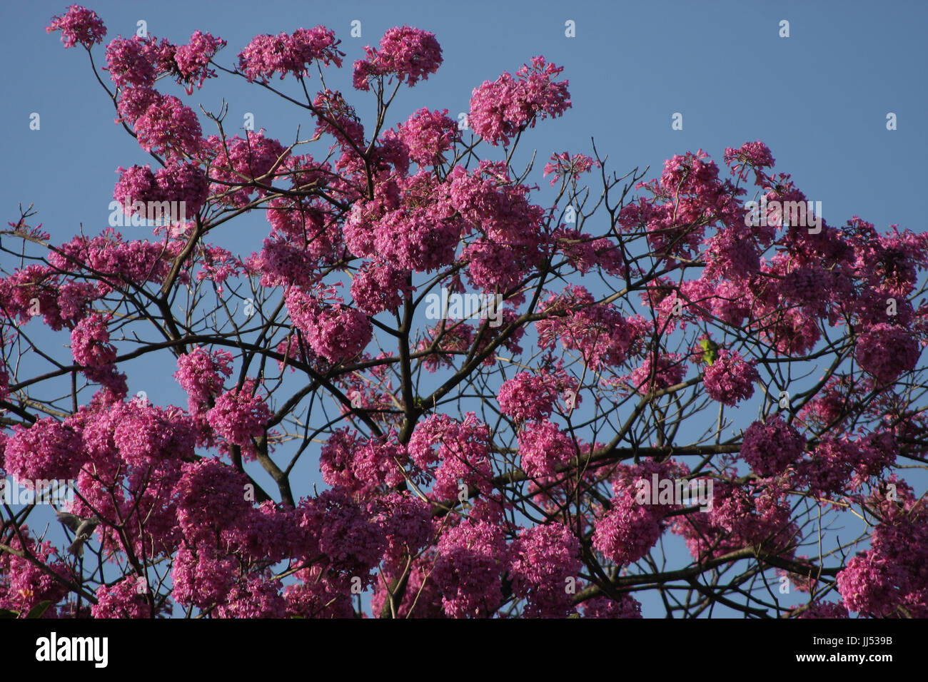 Tree, Flowers, São Paulo, Brazil Stock Photo - Alamy