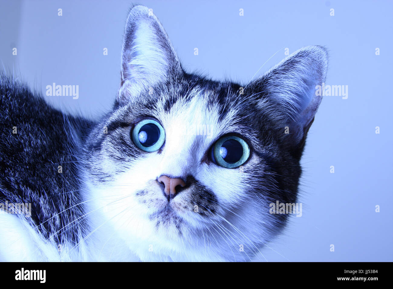 Animal, Cat, São Paulo, Brazil Stock Photo - Alamy