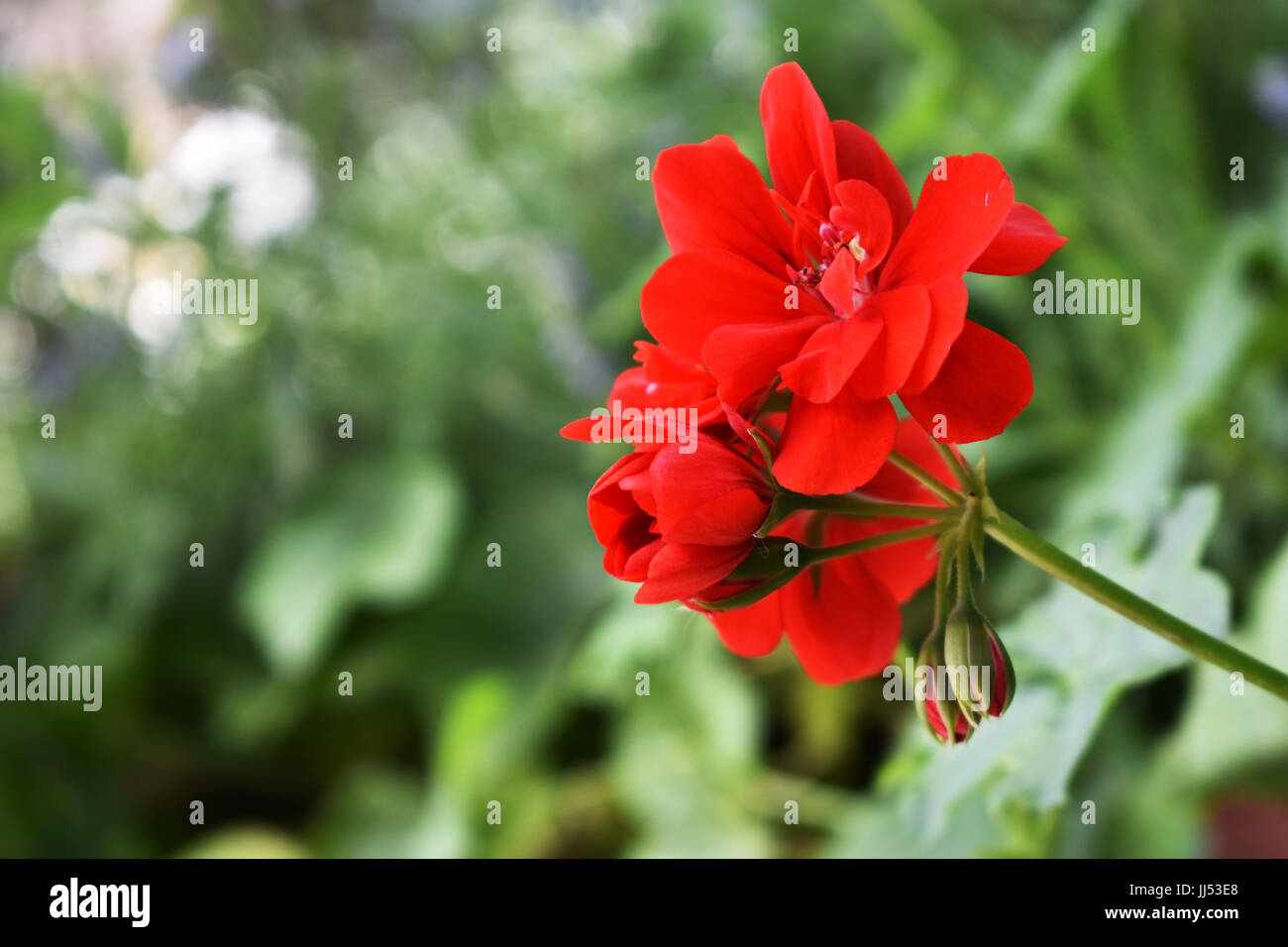 Striking red flower hi-res stock photography and images - Alamy