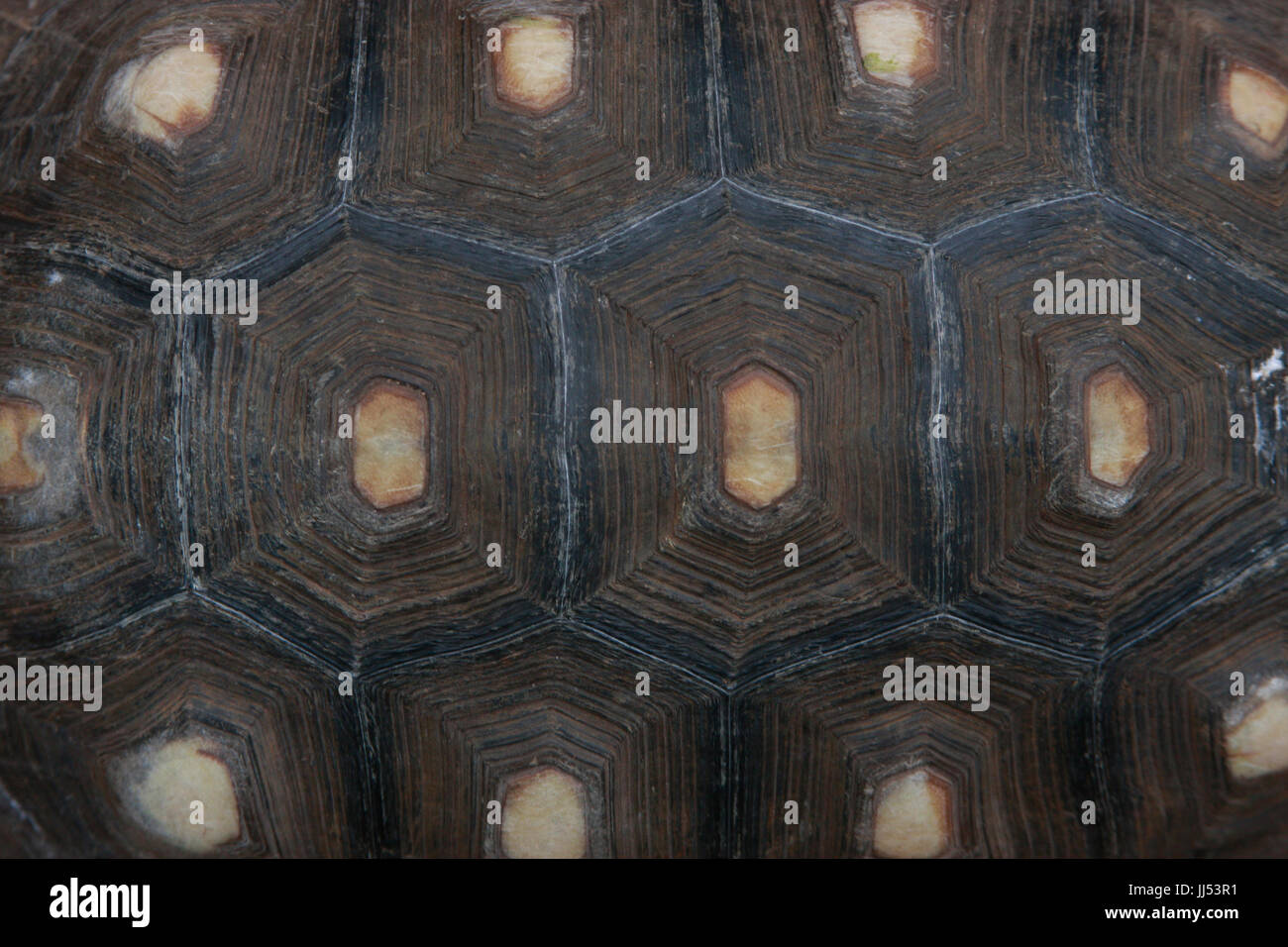 Turtle shell, Rio Claro, São Paulo, Brazil Stock Photo - Alamy