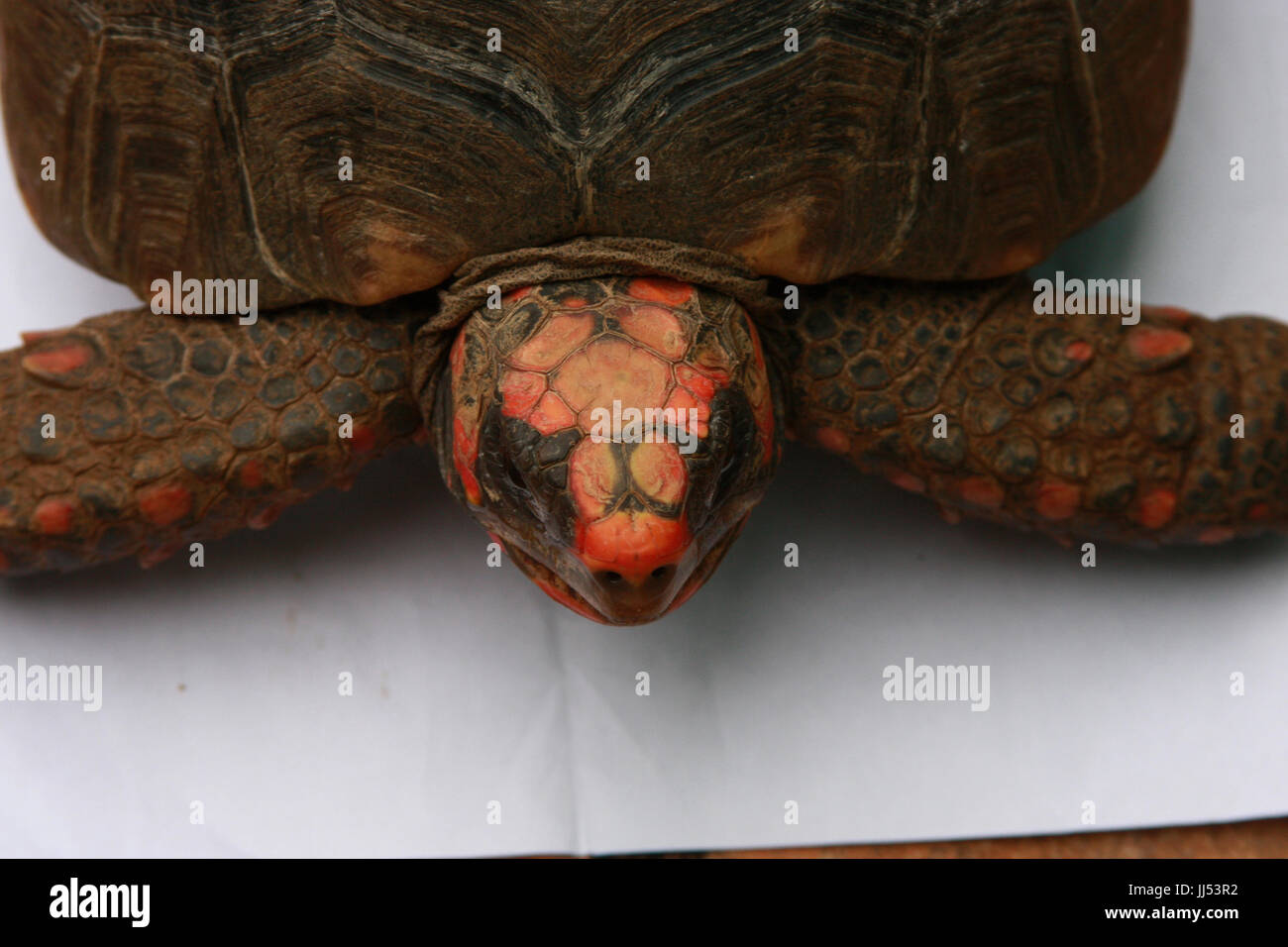 Animal, Turtle, Rio Claro, São Paulo, Brazil Stock Photo - Alamy