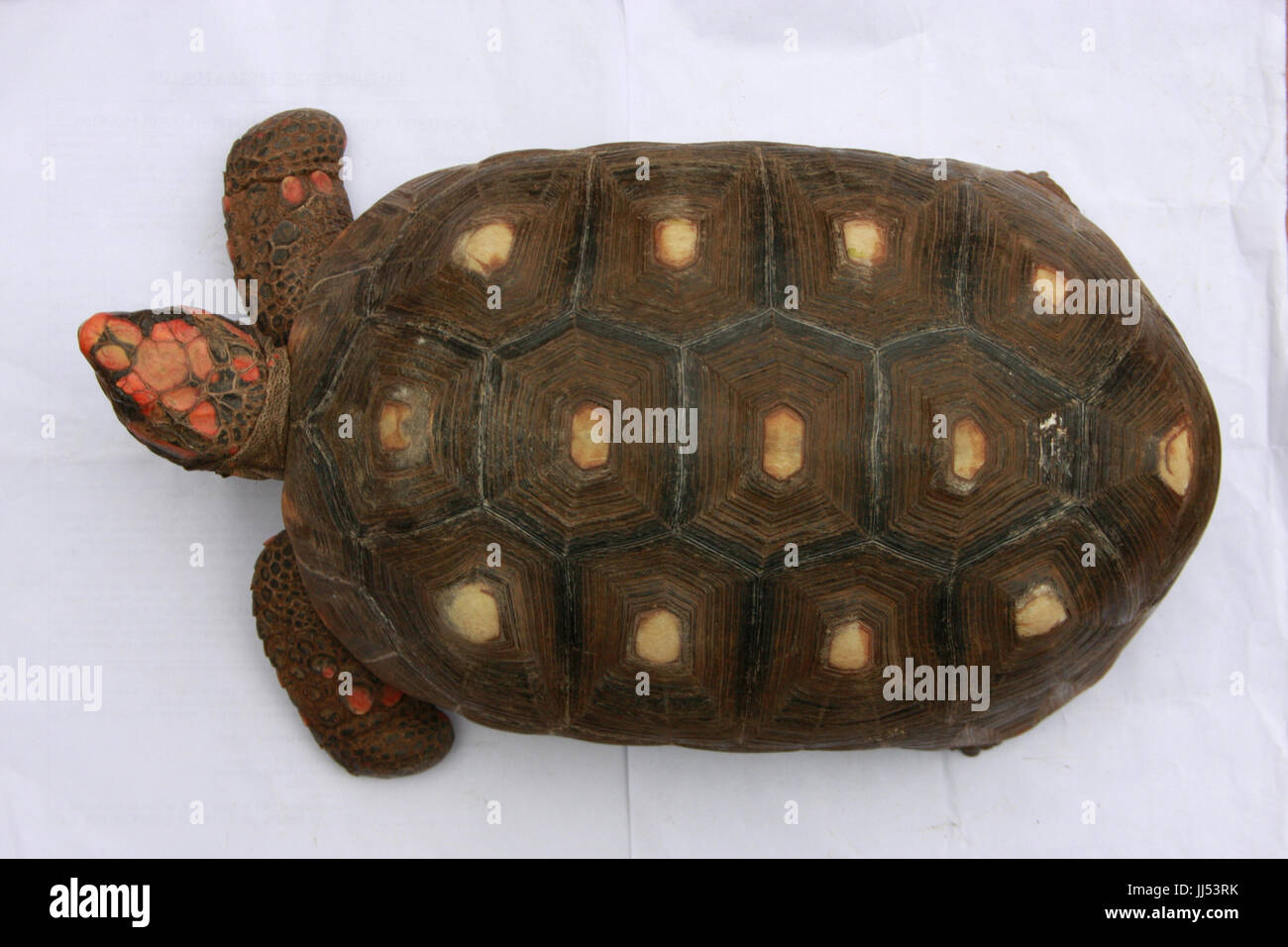 Rio tartarugas hi-res stock photography and images - Alamy