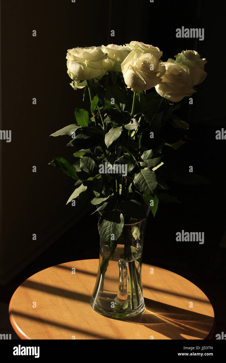 Flowers, Roses, São Paulo, Brazil Stock Photo - Alamy