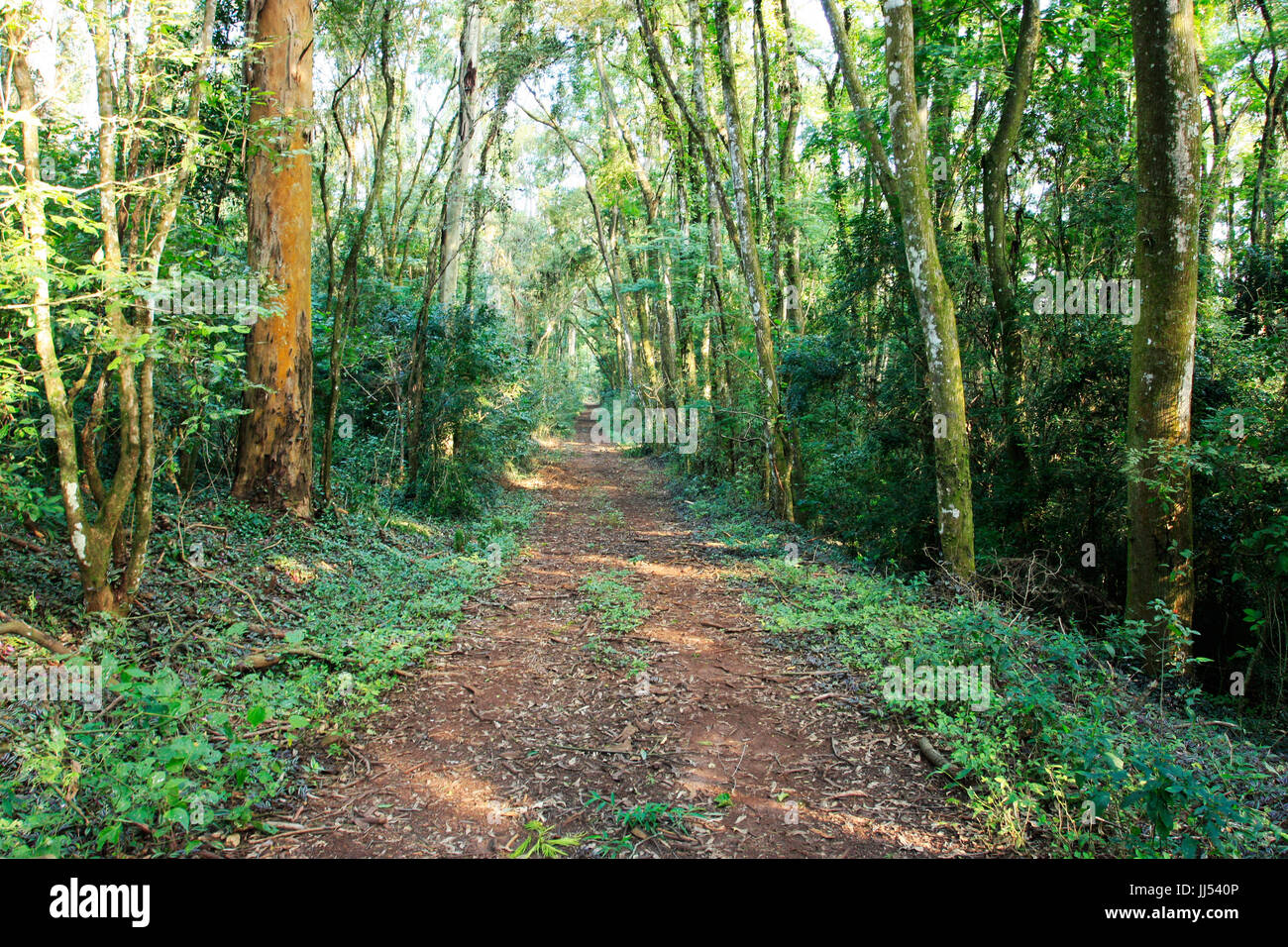 Highway, Forest, Brazil Stock Photo - Alamy