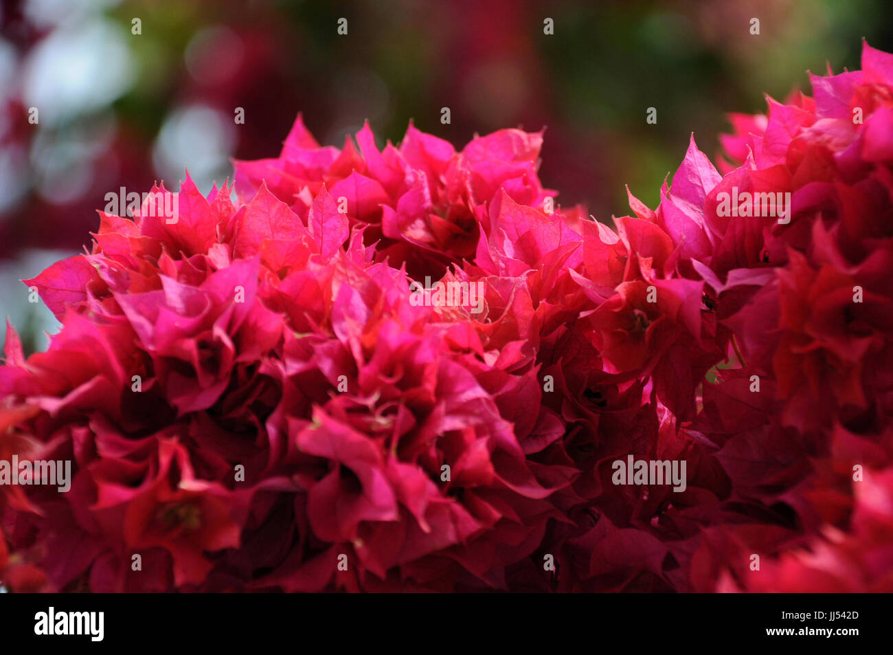 Flower of Spring, São Paulo, Brazil Stock Photo - Alamy