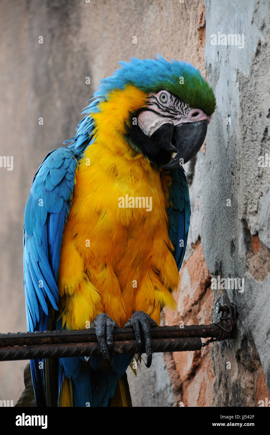 Macaw, São Paulo, Brazil Stock Photo - Alamy