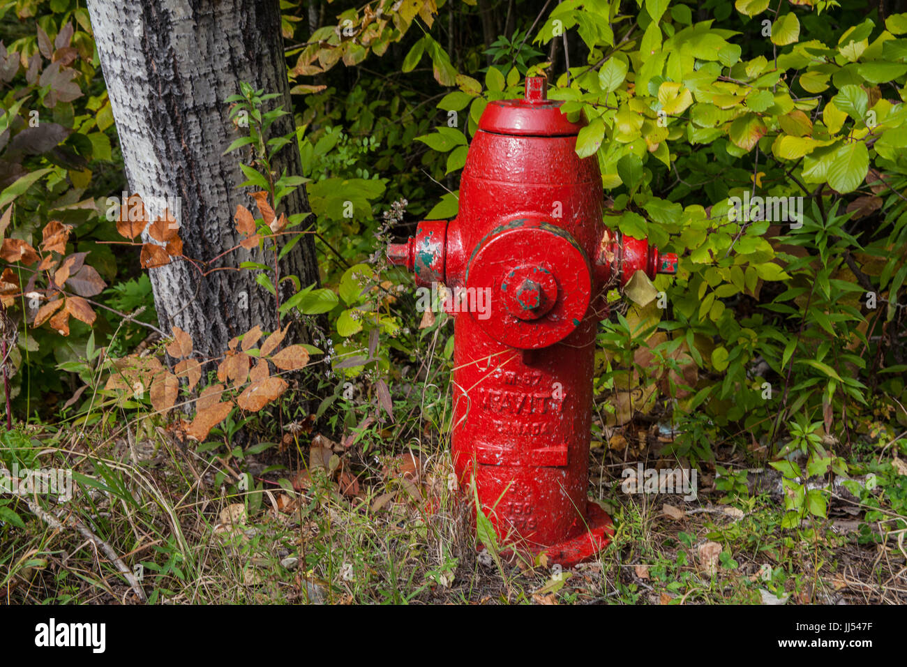 Fire hydrant in woods Stock Photo - Alamy
